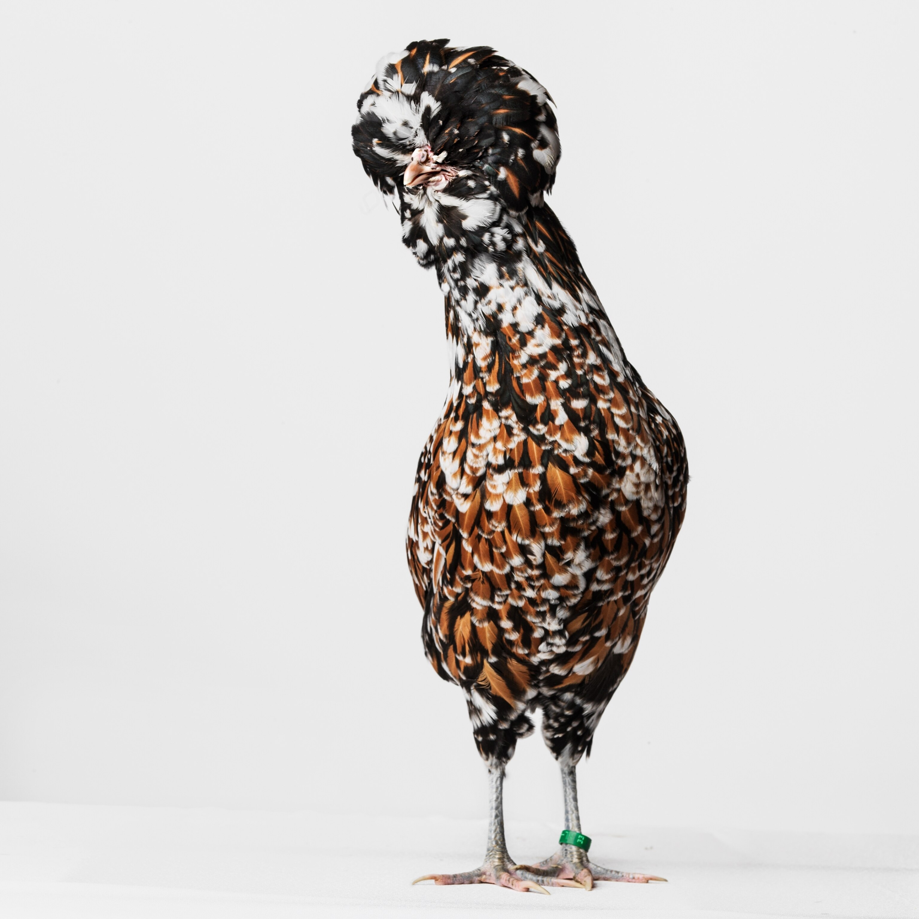 See these chickens go from coop to catwalk