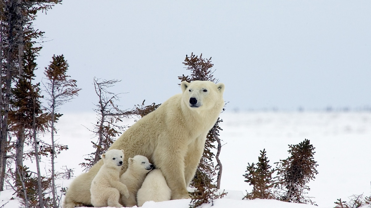 Top 10 Wildlife Encounters In Parks top-10-wildlife-encounters-in-parks