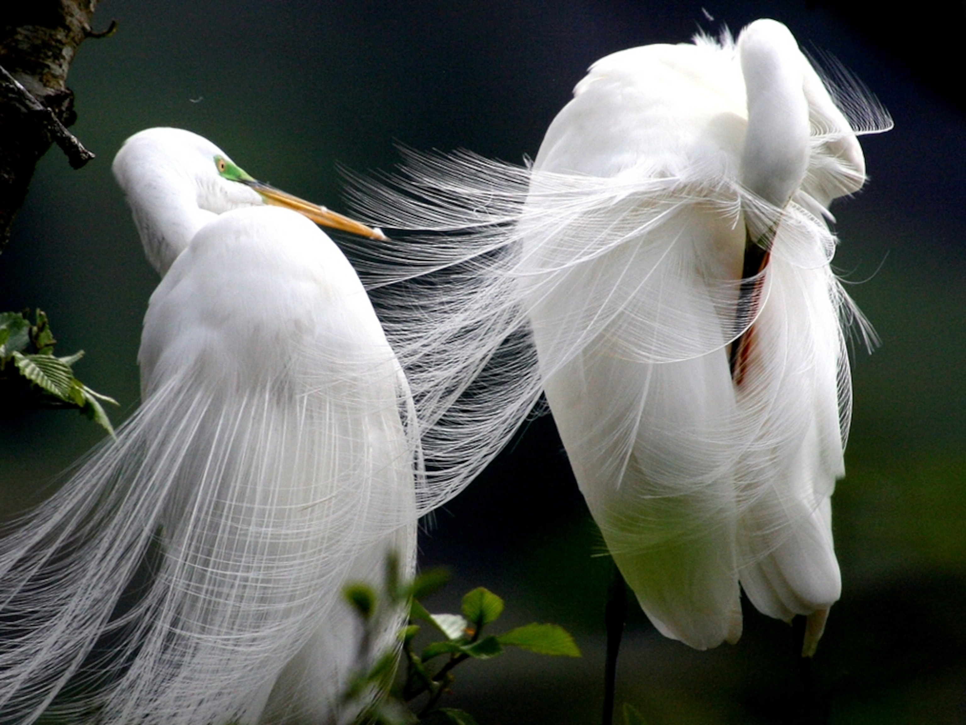 Freshwater Birds Pictures -- National Geographic