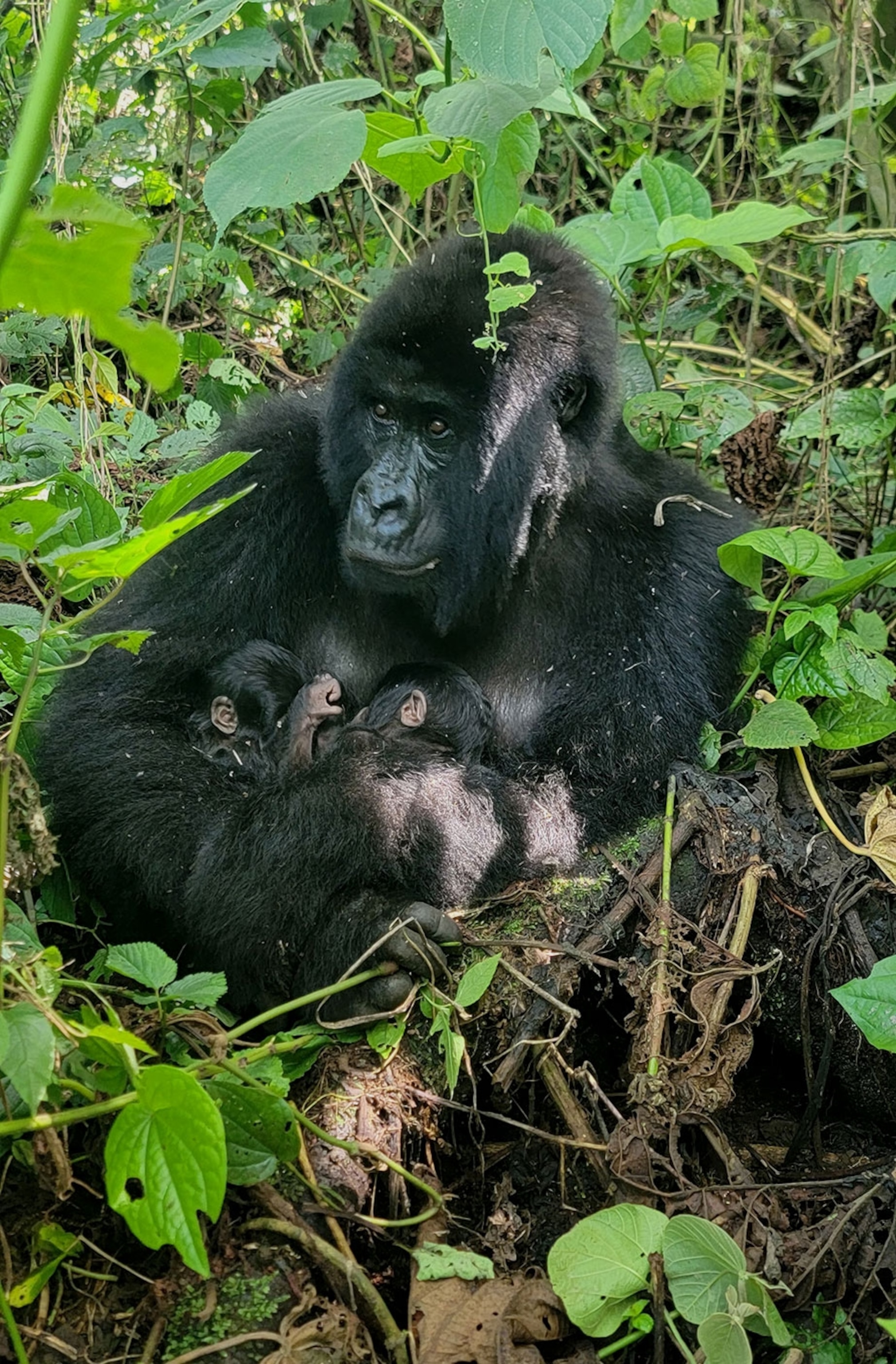 Rare mountain gorilla twins born in Congo's Virunga Park: 'It’s kind of ...