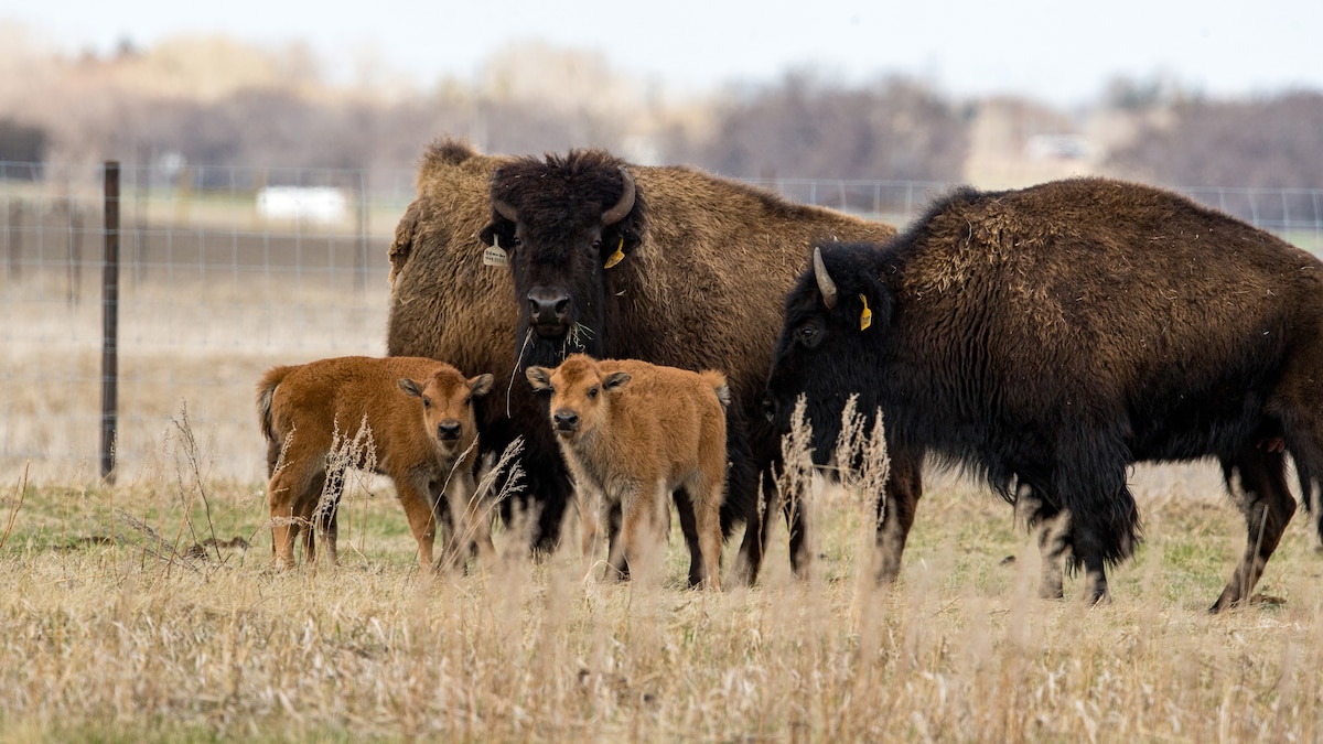 How Canadian bison have been brought back from the brink in ...