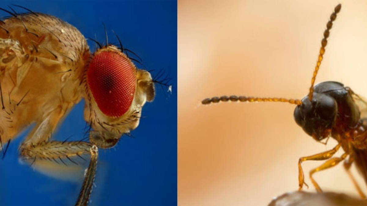 Flies Use Alcohol to Protect Their Young From Body-Snatchers | National ...