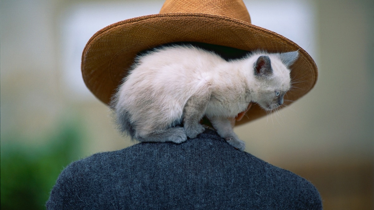 Cat Day Pictures: Your Shot's Favorite Felines | National Geographic