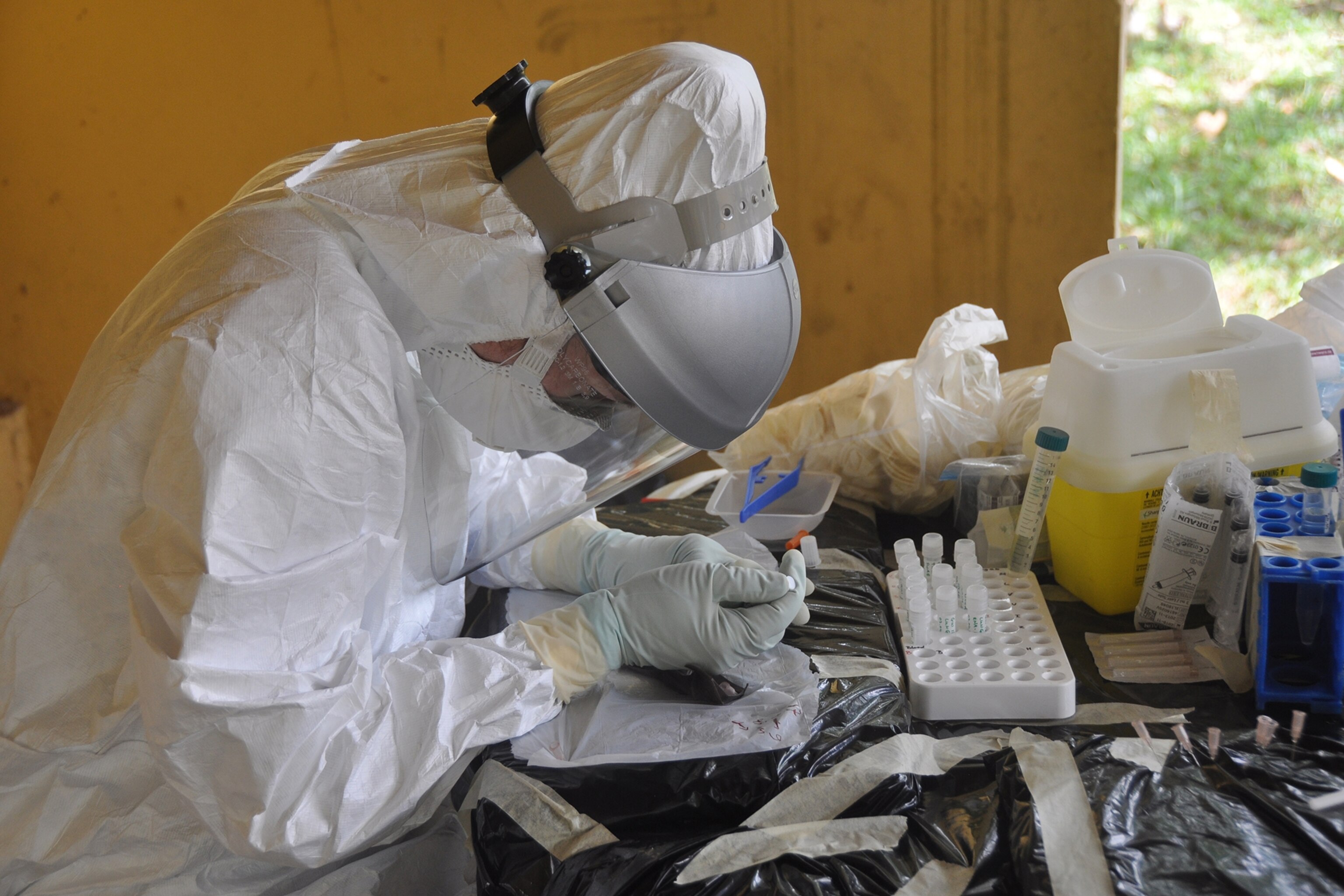 Insect-Eating Bat May Be Origin of Ebola Outbreak, New Study Suggests