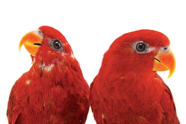 This Is Why Birds Are Key to Conservation