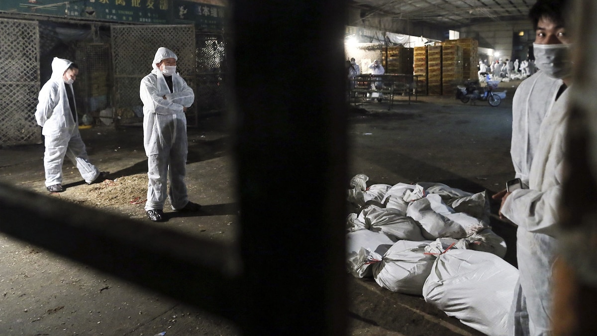Pictures: New Bird Flu Hits China | National Geographic