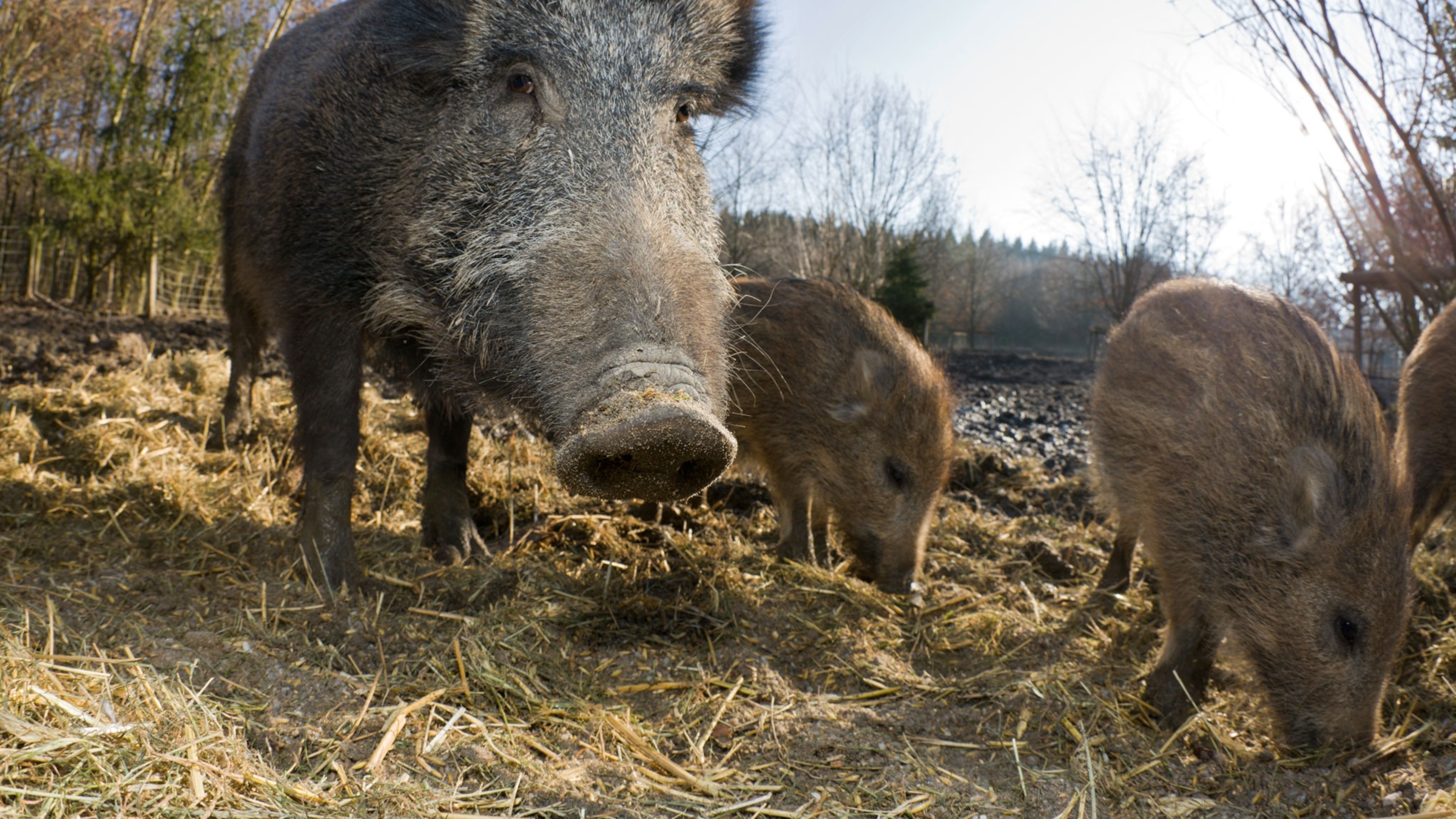 What Is The Cleanest Animal In The World : Pigs The Humane Society Of ...