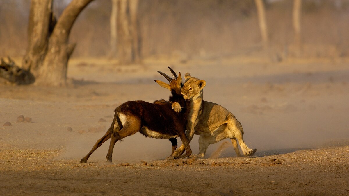 Earth’s grasslands are vanishing. See the wildlife that calls them home ...