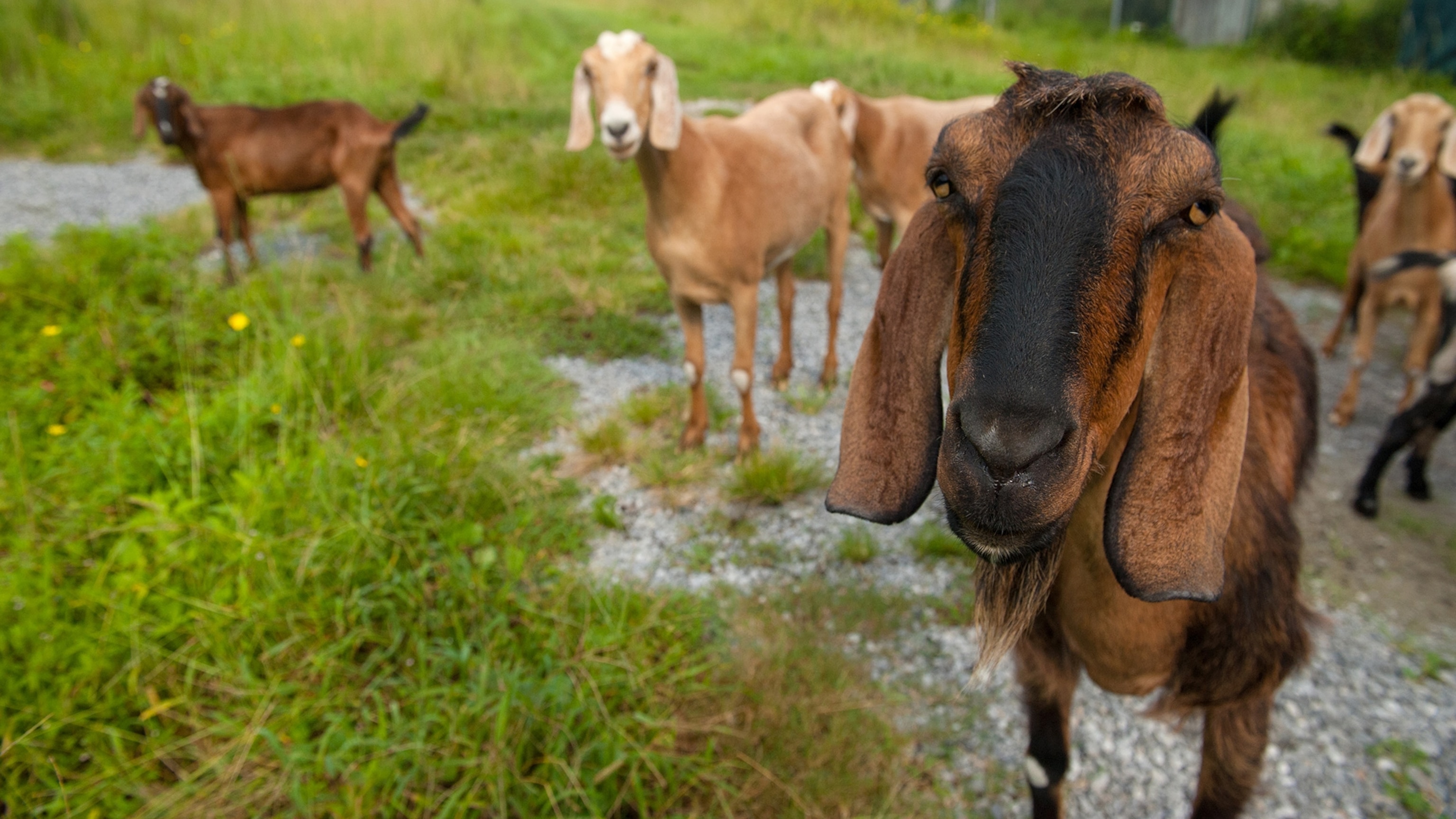 Tree Goats National Geographic The Mystery Of The Goats On Trees In