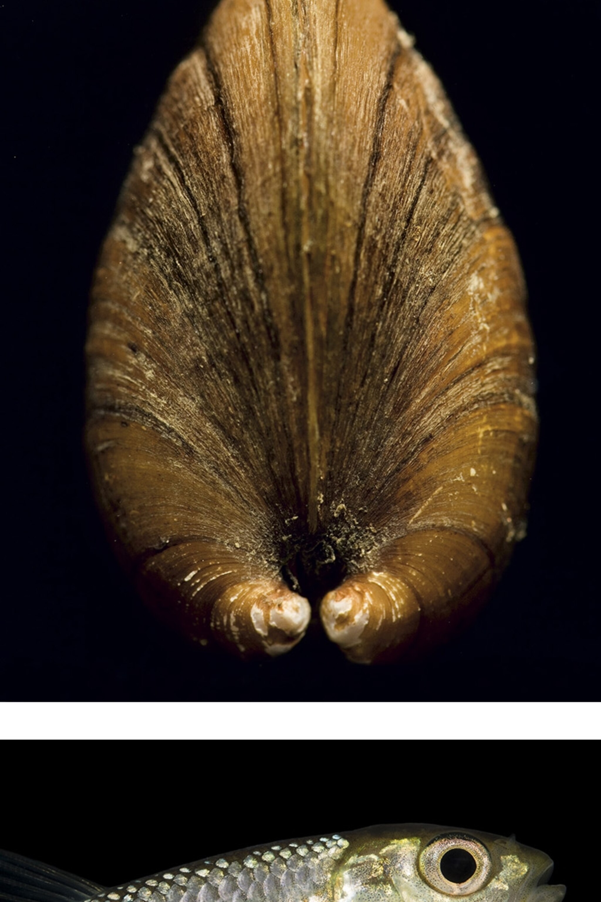 The high-stakes scramble to save the Appalachian monkeyface mussel