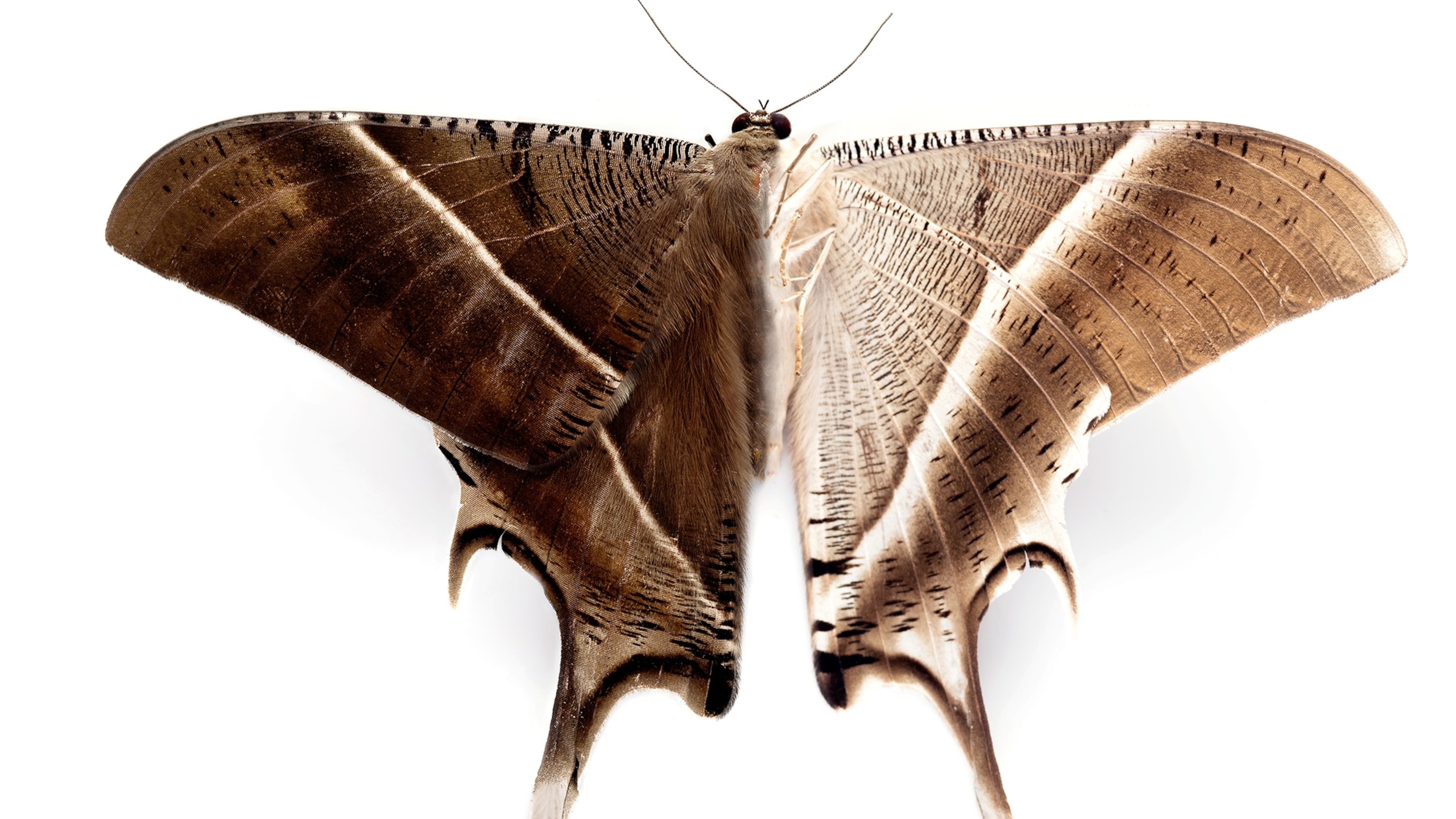 Butterfly Wings Design