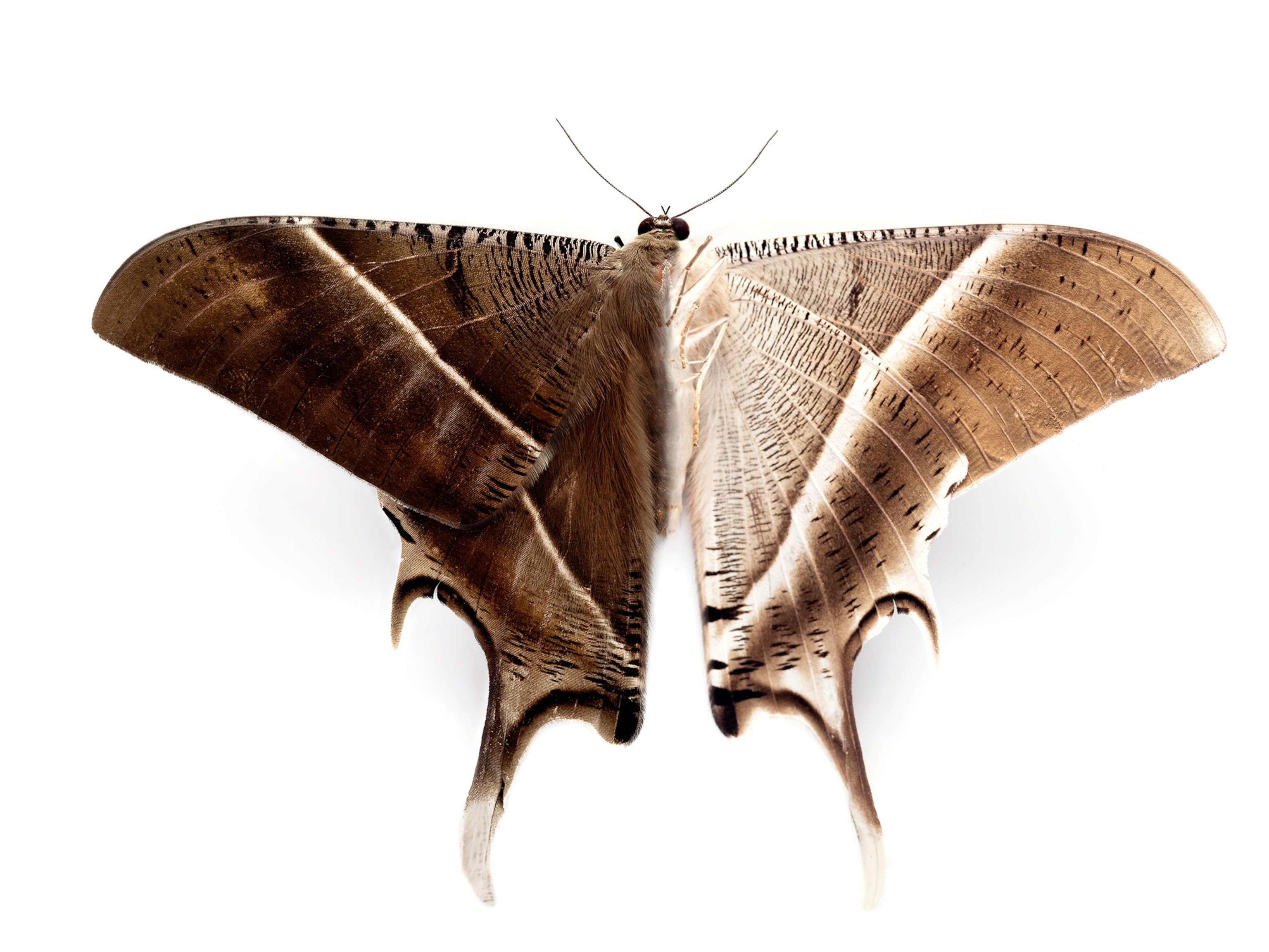 These Butterfly Wings Are Beautiful for a Reason