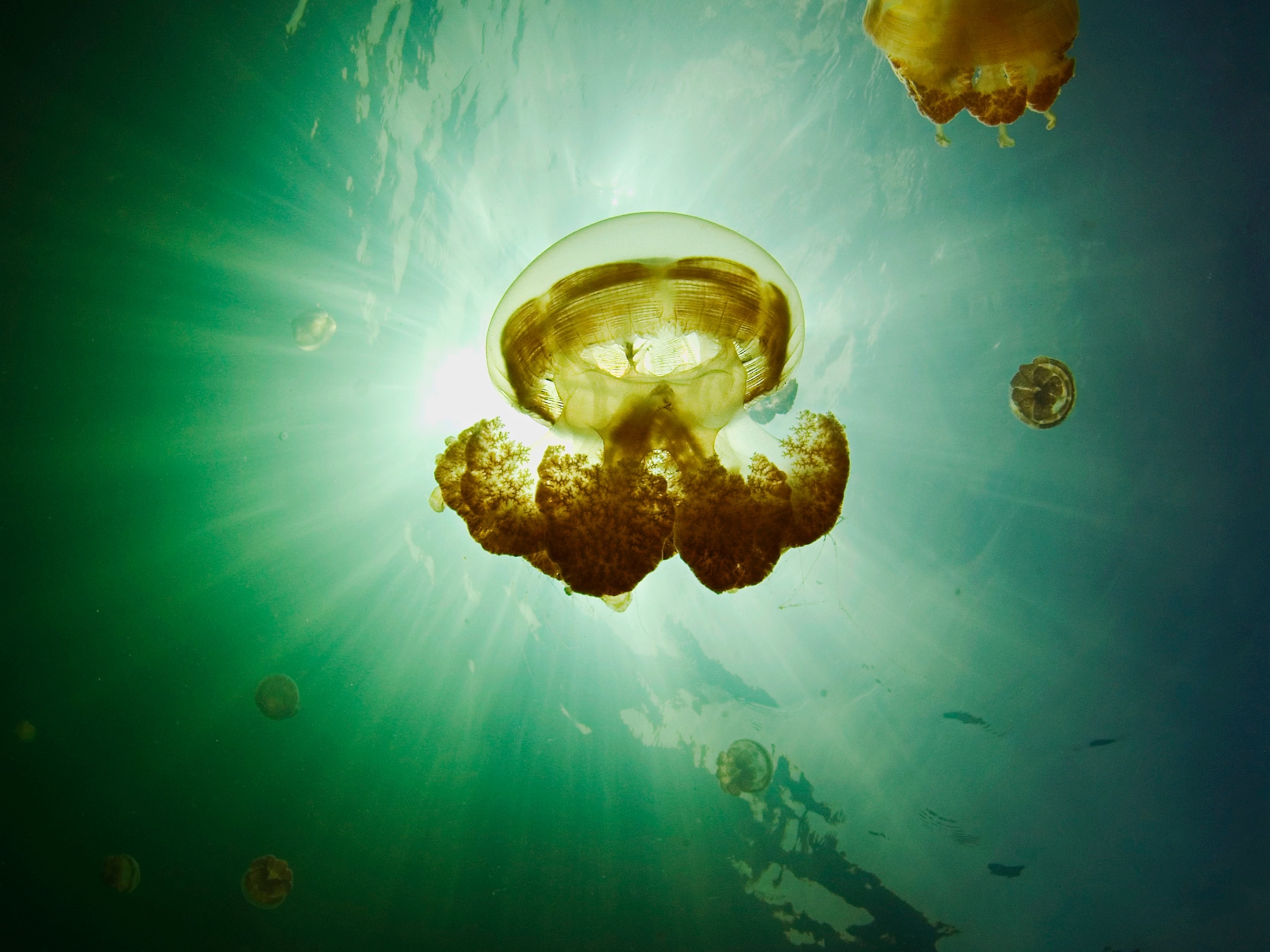 Jellyfish Lake Palau National Geographic