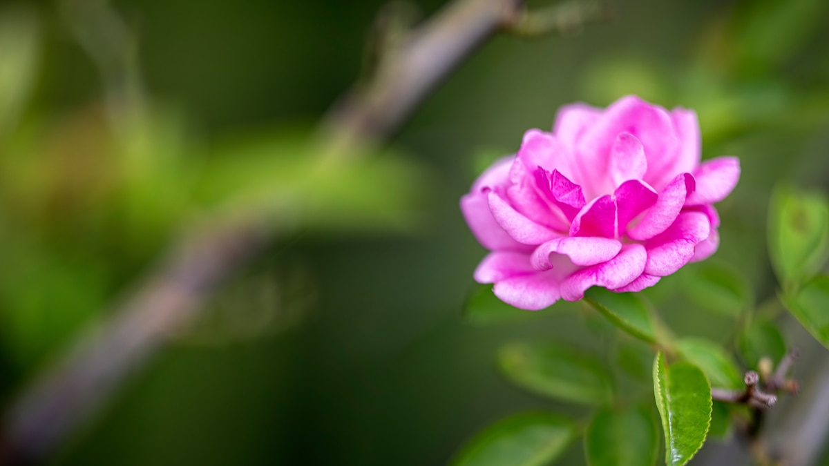 The rose that survived Hurricane Katrina—and now blooms across the ...