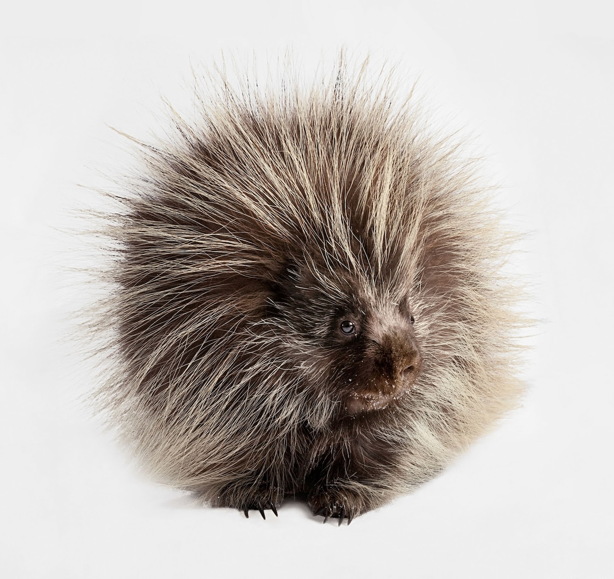 Prickly porcupines mate without hurting each other. Here’s how.