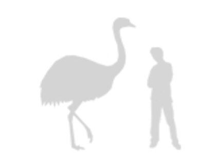 Ostrich Size To Human