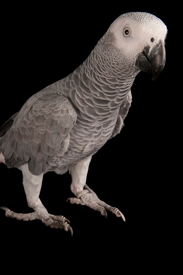 African gray parrots, facts and photos