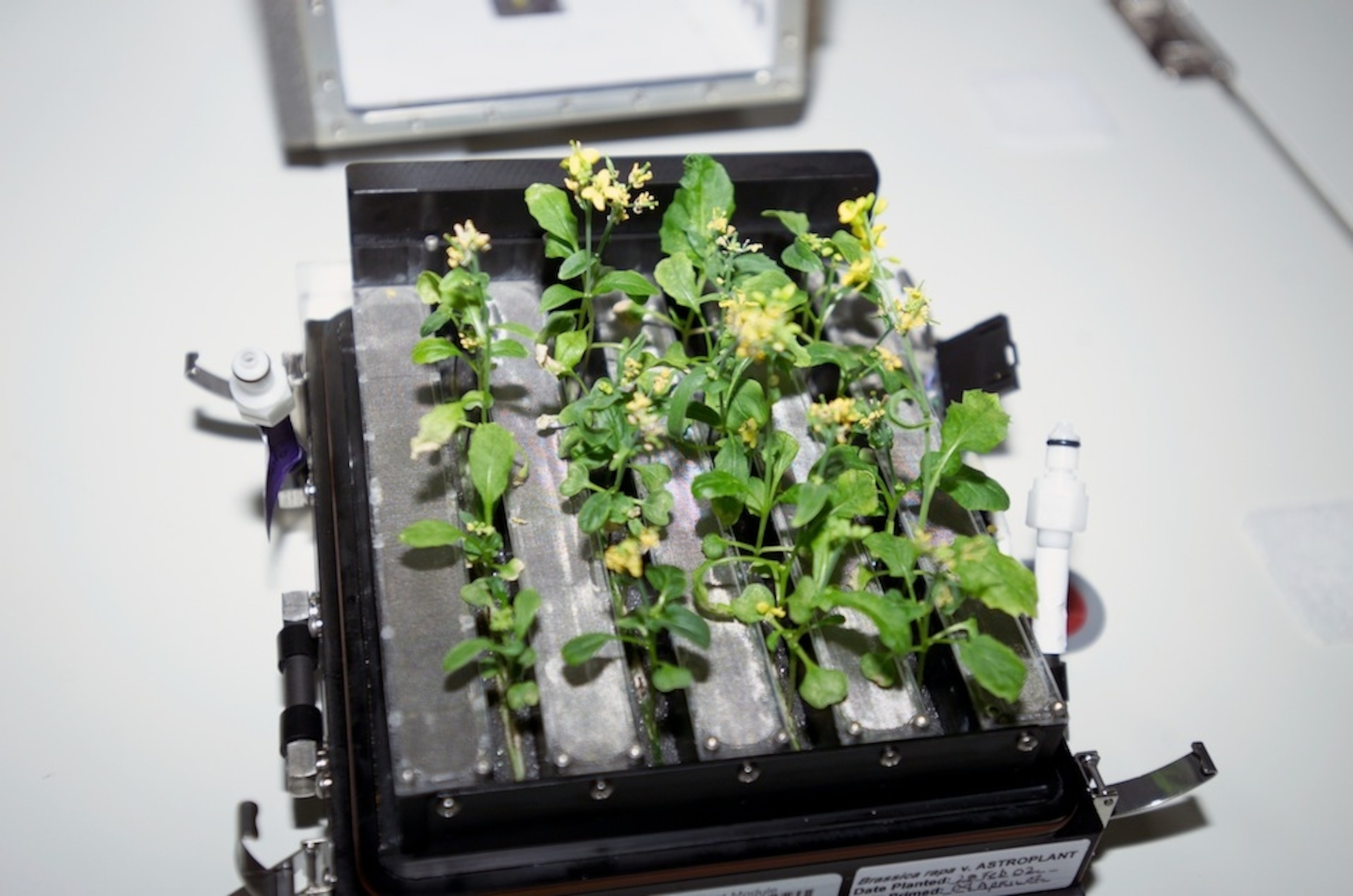 Nasa Plant Research In