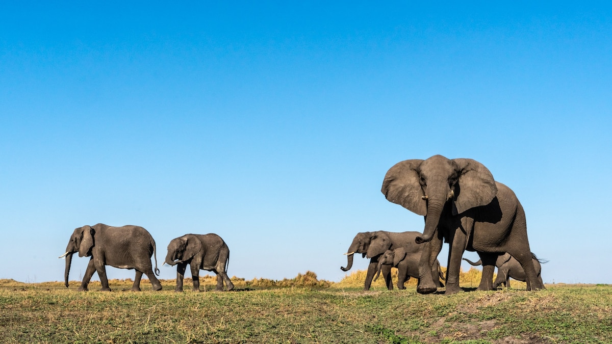 Elephants may call each other by name, a rare trait in nature ...