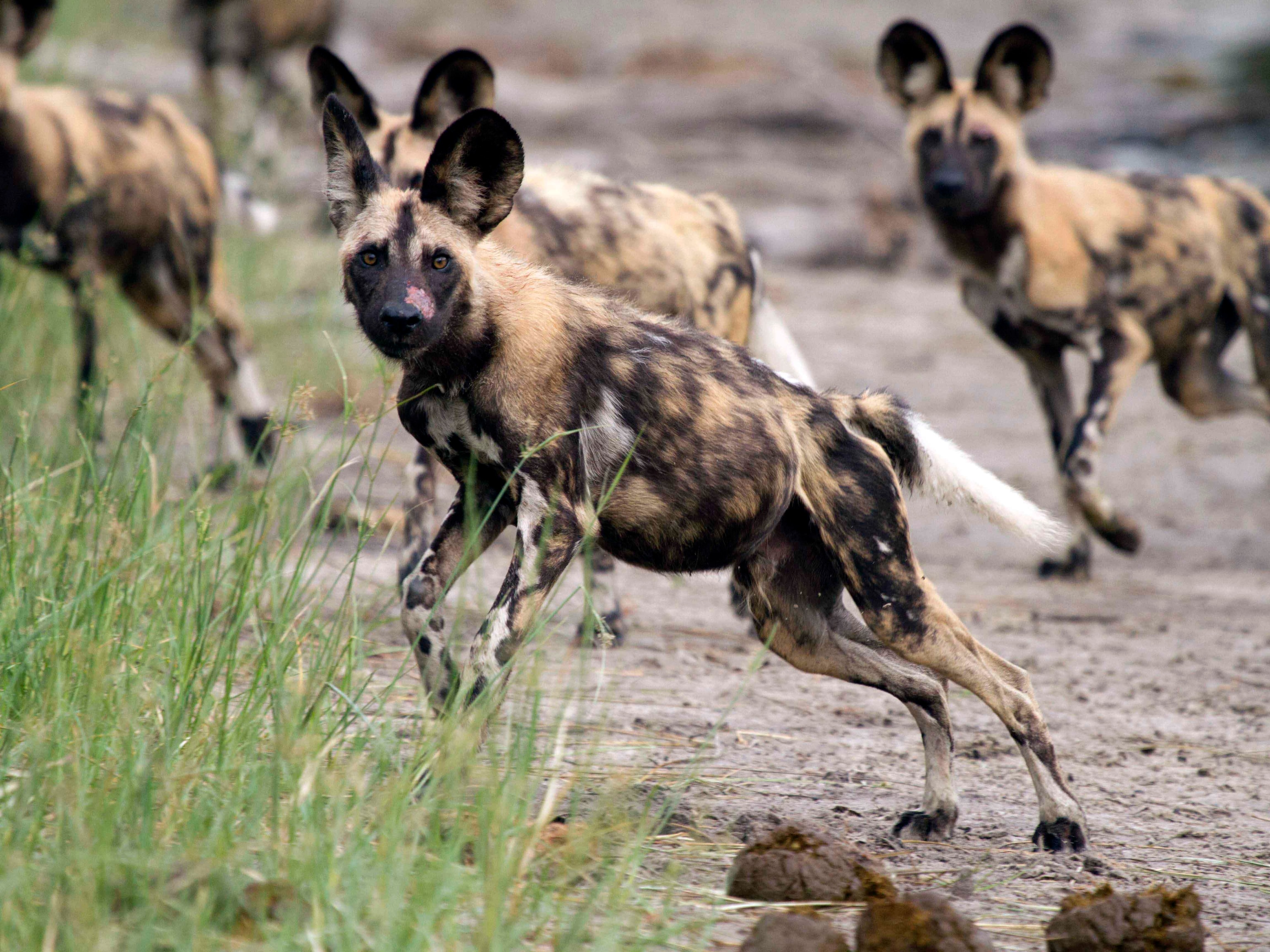 How Can We Save African Wild Dogs