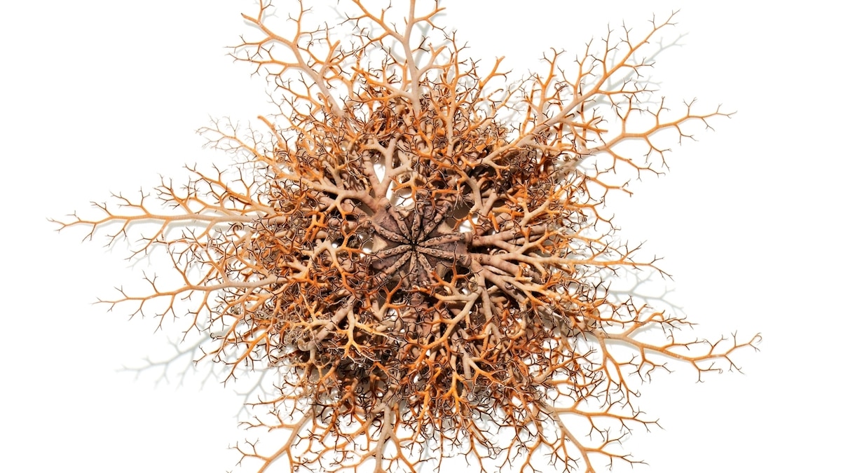 First, There Were Microbes. Then Life on Earth Got Big. | National ...