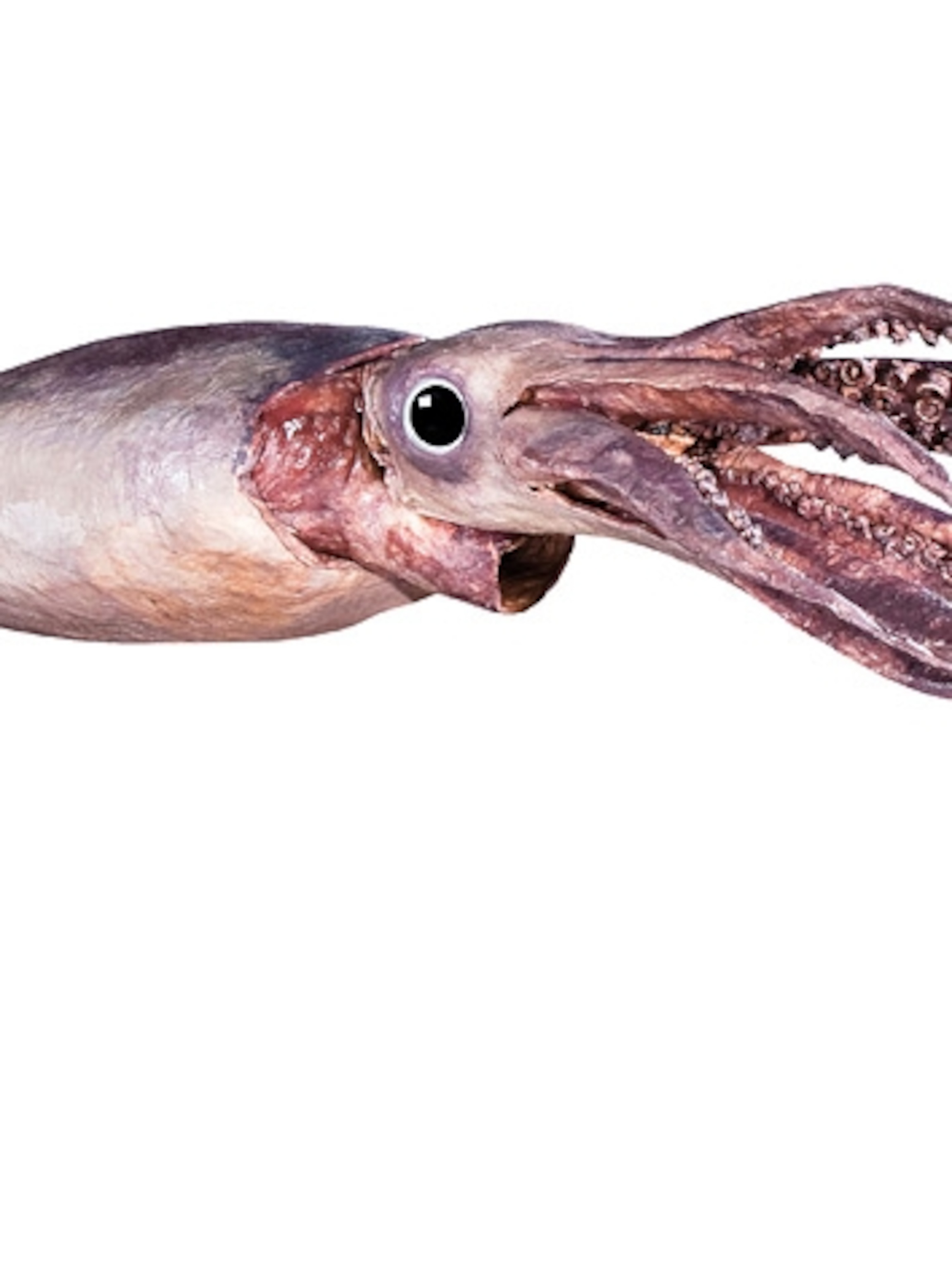 Colossal Squid Display