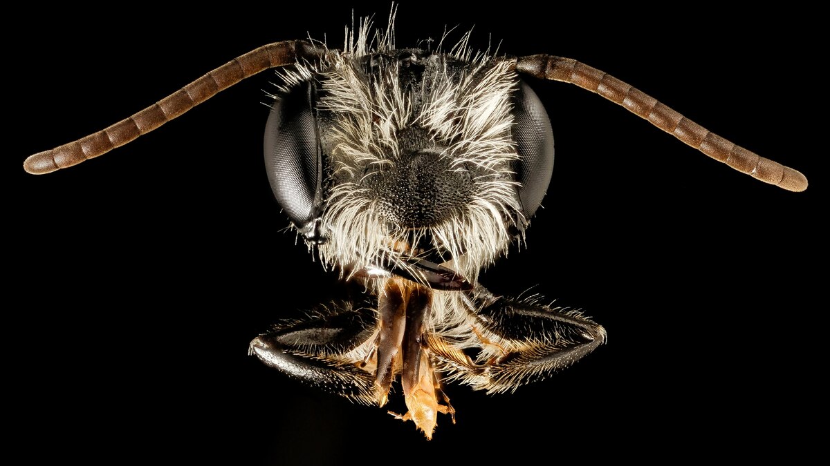 7 Close-Up Pictures Reveal the Beauty of Bees | National Geographic