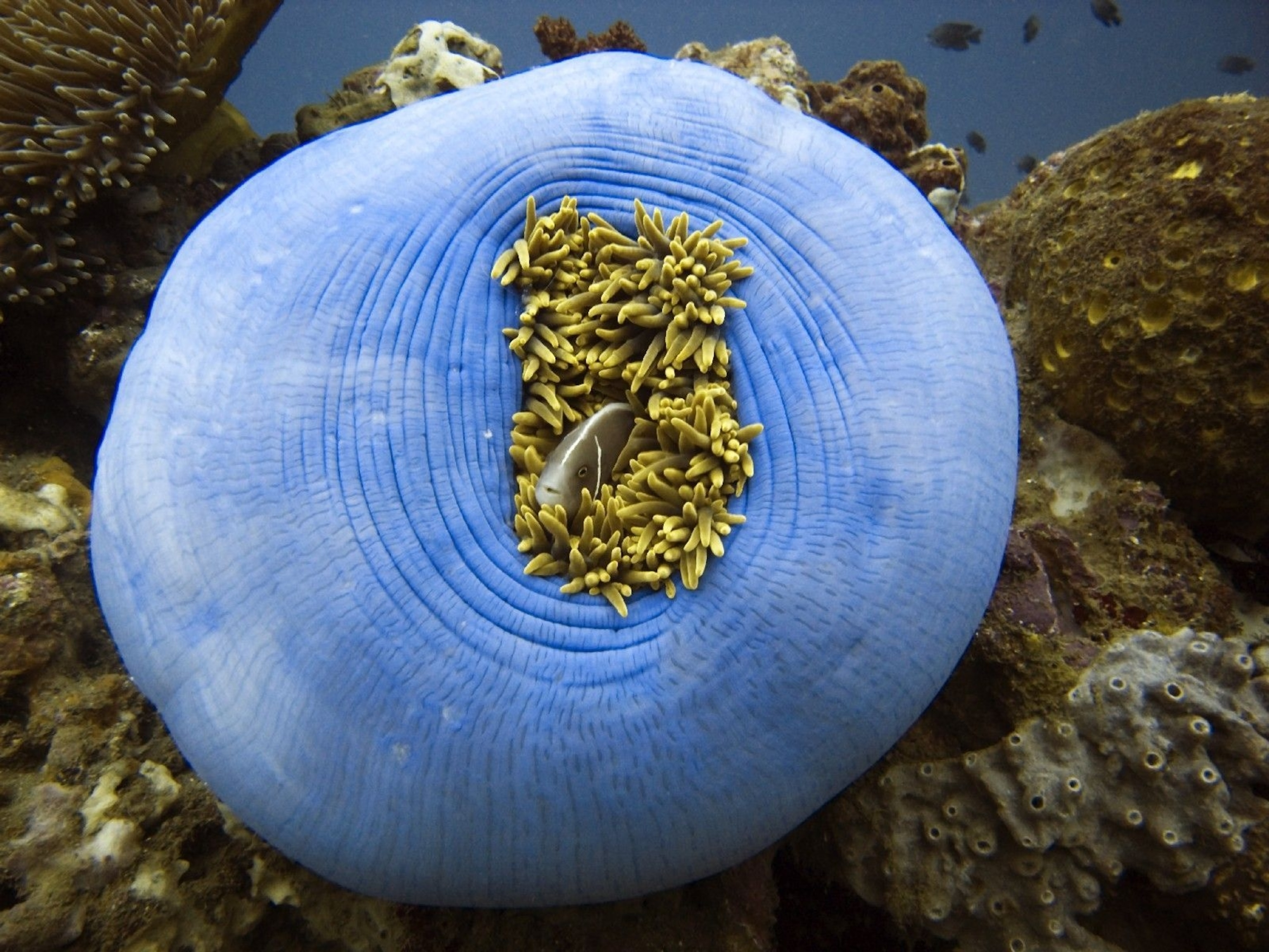 Video of the Chocolate Hills in the Philippines