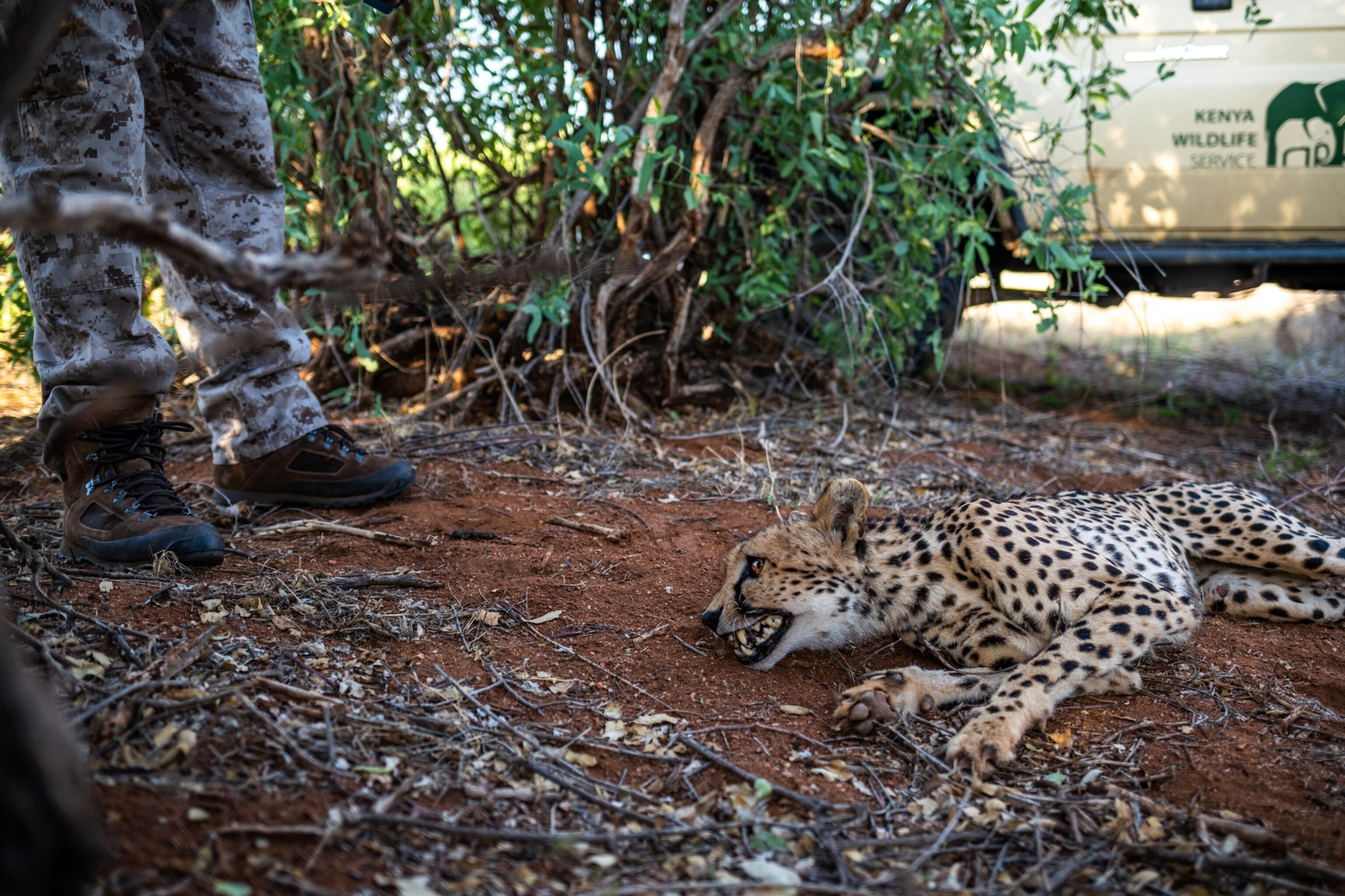 Photographing the sleepless, three-day effort to save an injured cheetah