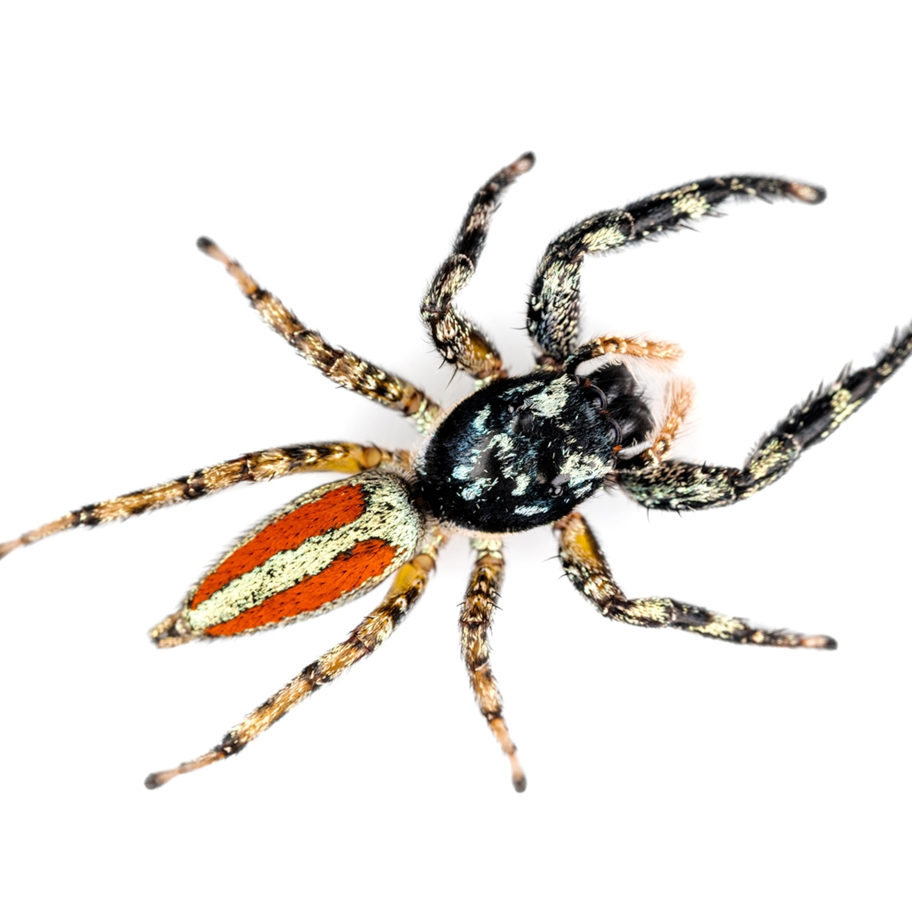 A mesmerizing look at nature's eight-legged wonders