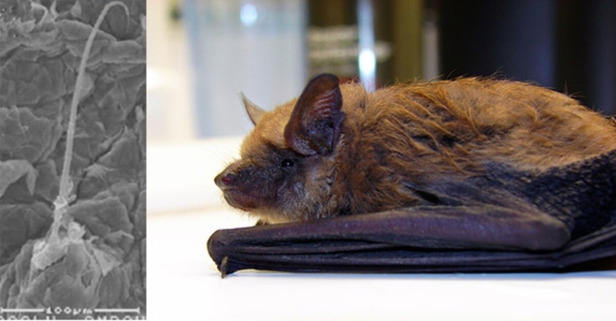 Tiny wing hairs allow bats to pull off hair-raising manoeuvres