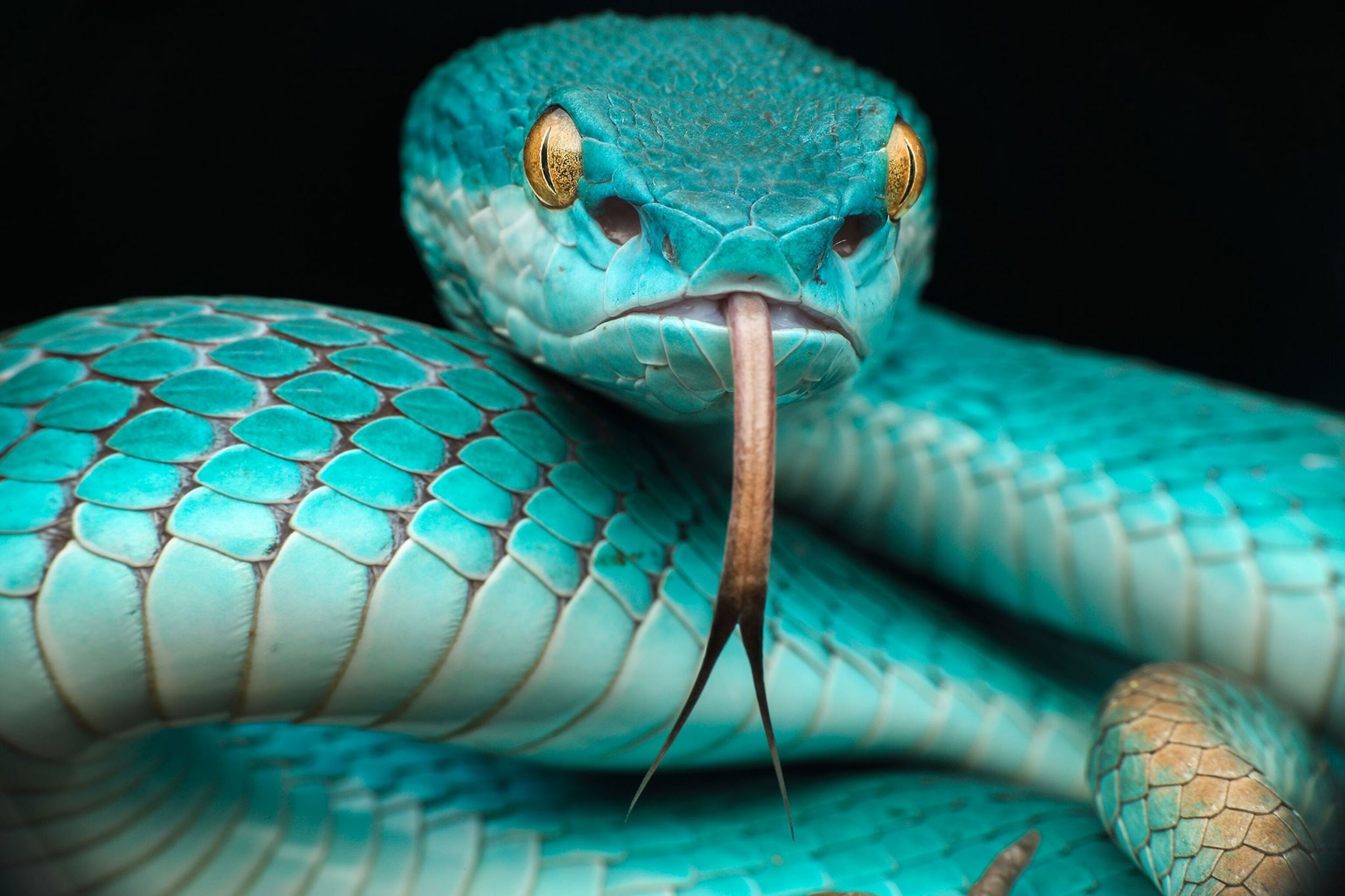 42 of World's Most Radiant Animals