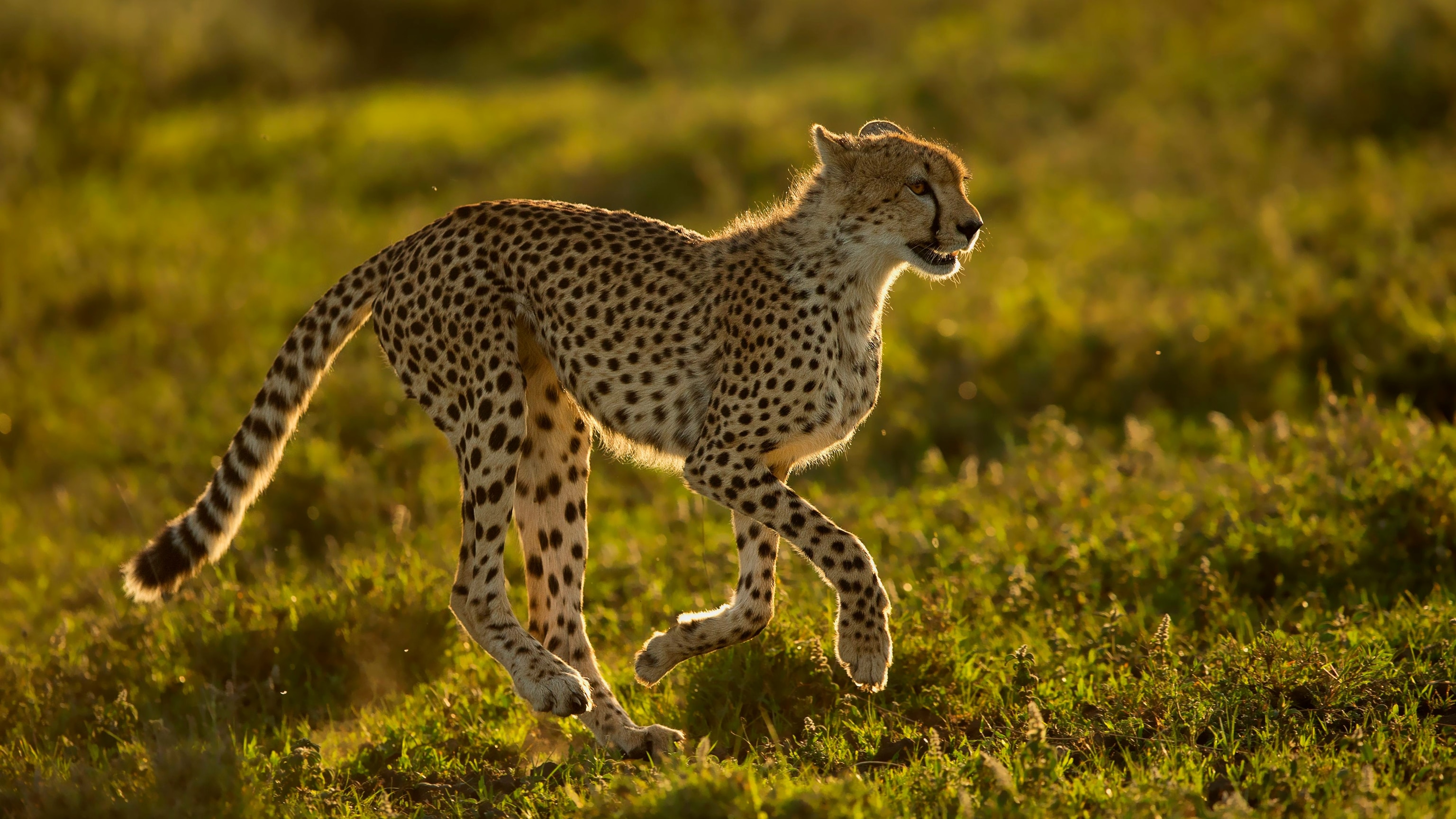 Cheetah-Dog Friendship Isn't As Strange As It Sounds