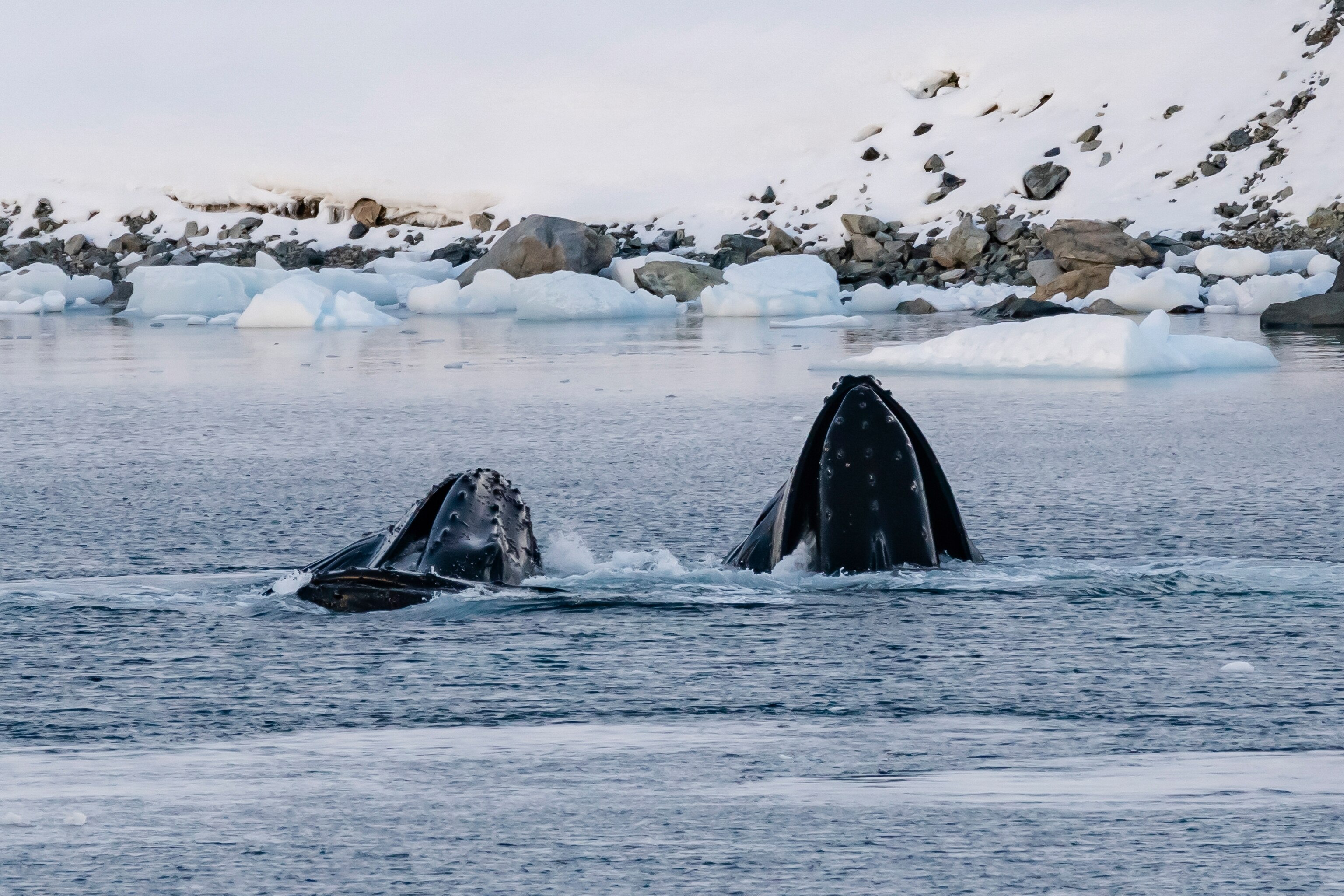 What it's like to cross Antarctica's Weddell Sea