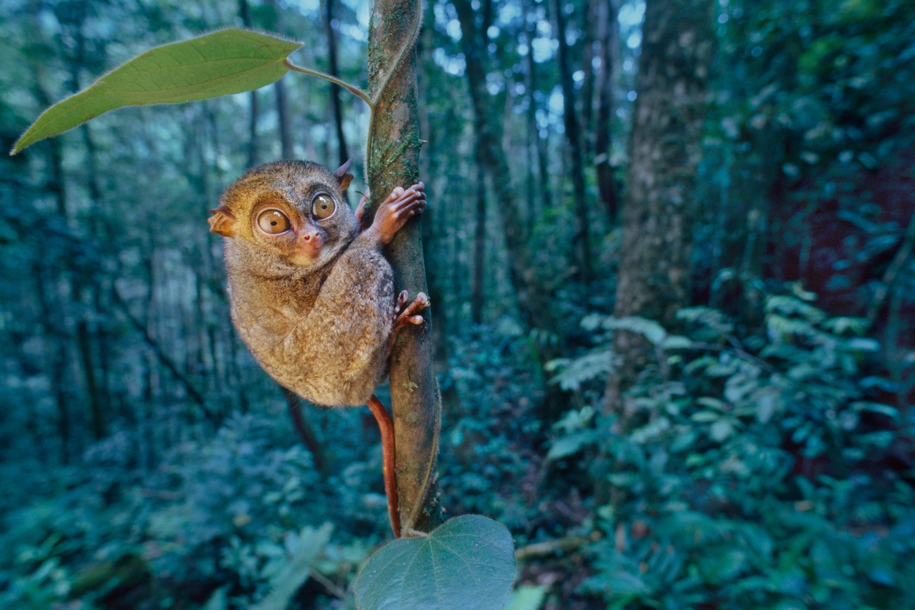 See photographer Frans Lanting's best work