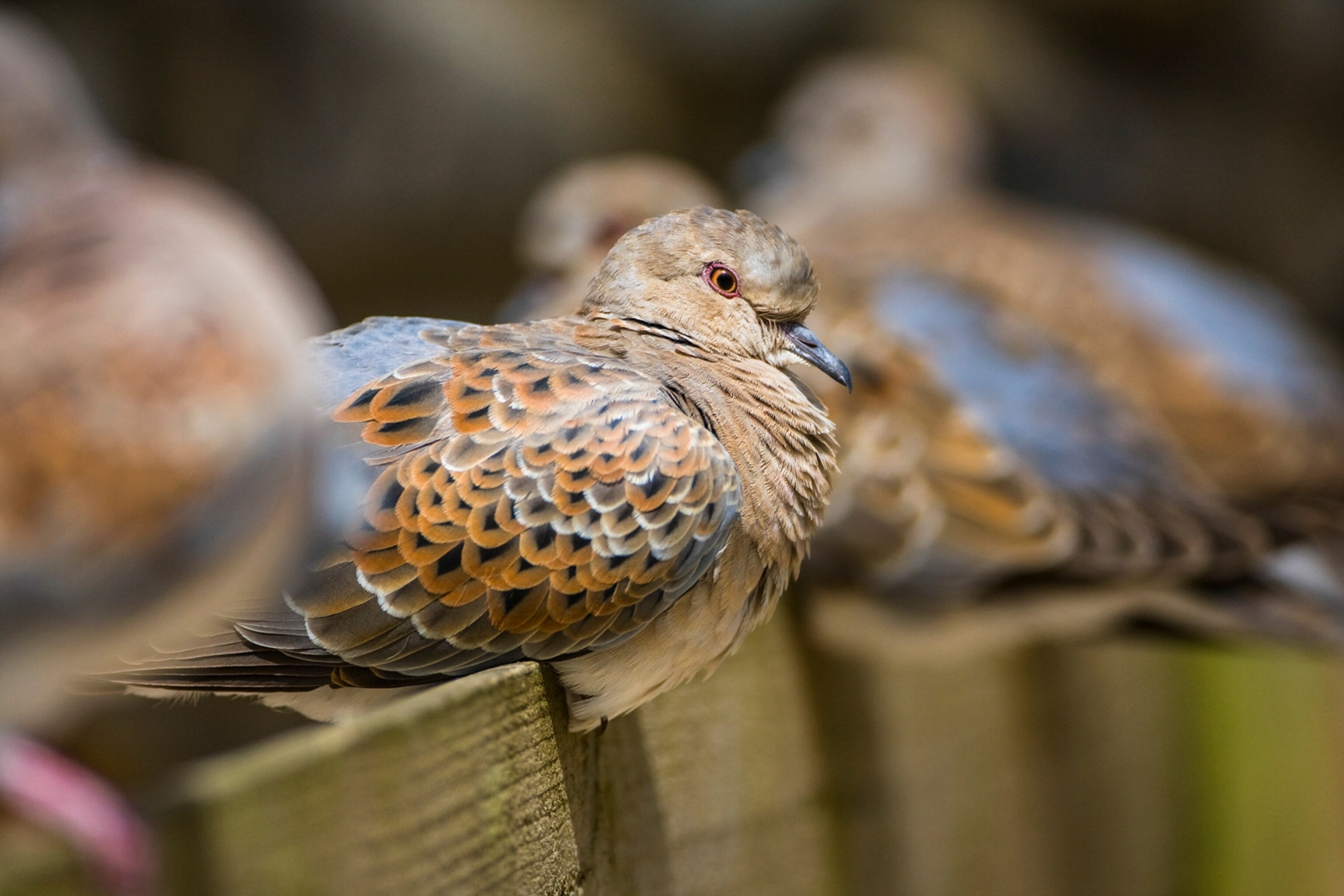 Rewilding Farm Creates Refuge for England’s Rare Turtledoves
