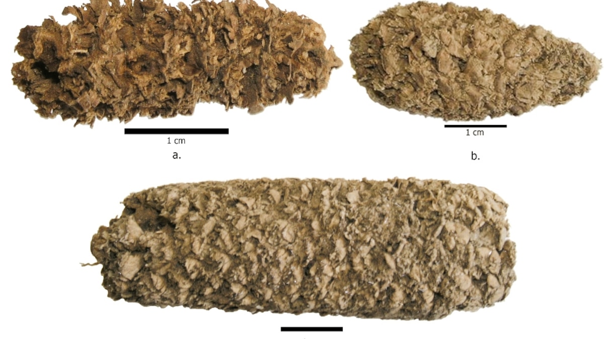 Ancient Popcorn Found—Made 2,000 Years Earlier Than Thought in Peru ...