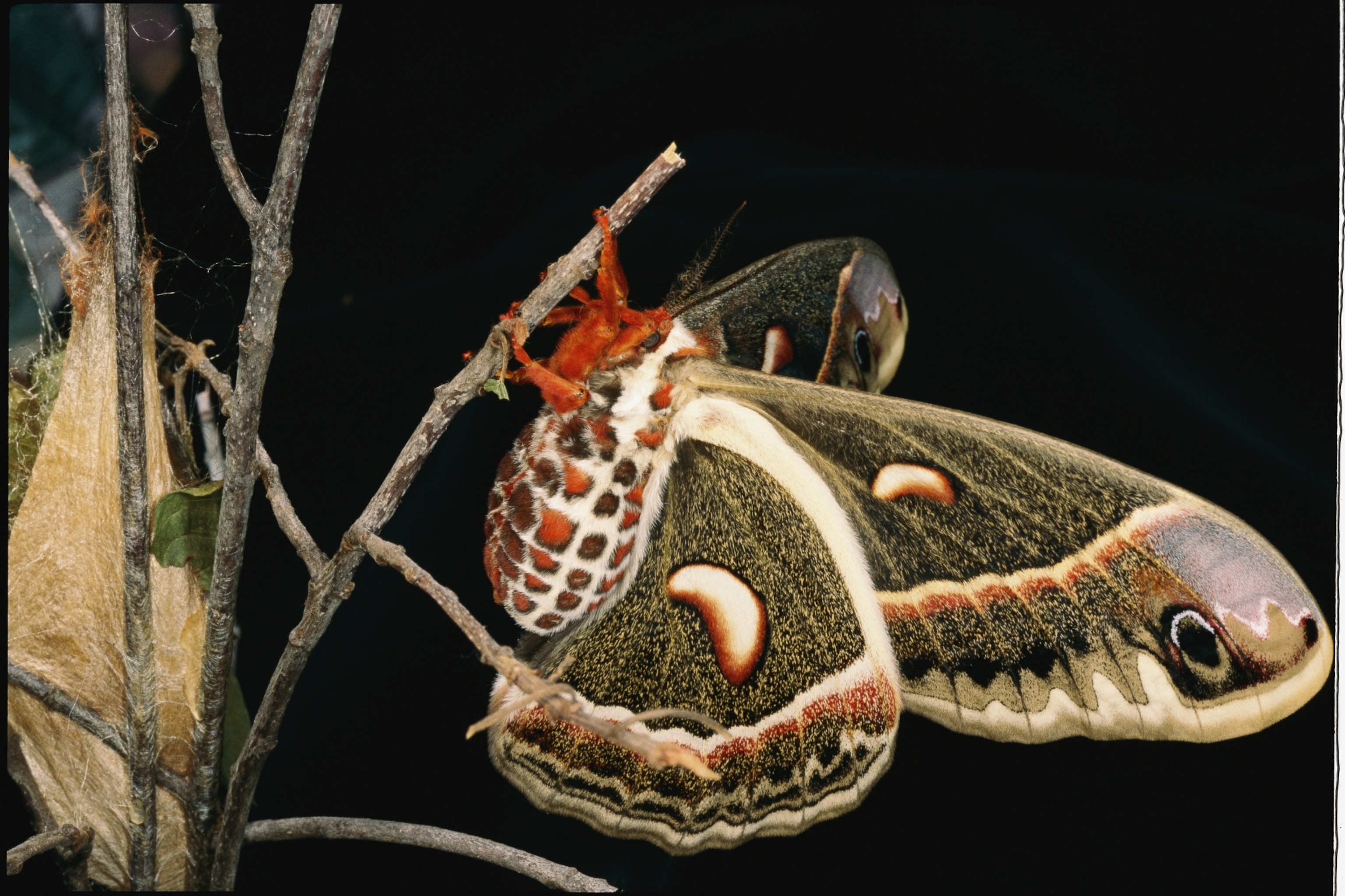 15 Pictures of Adaptable, Beautiful, and Misunderstood Moths