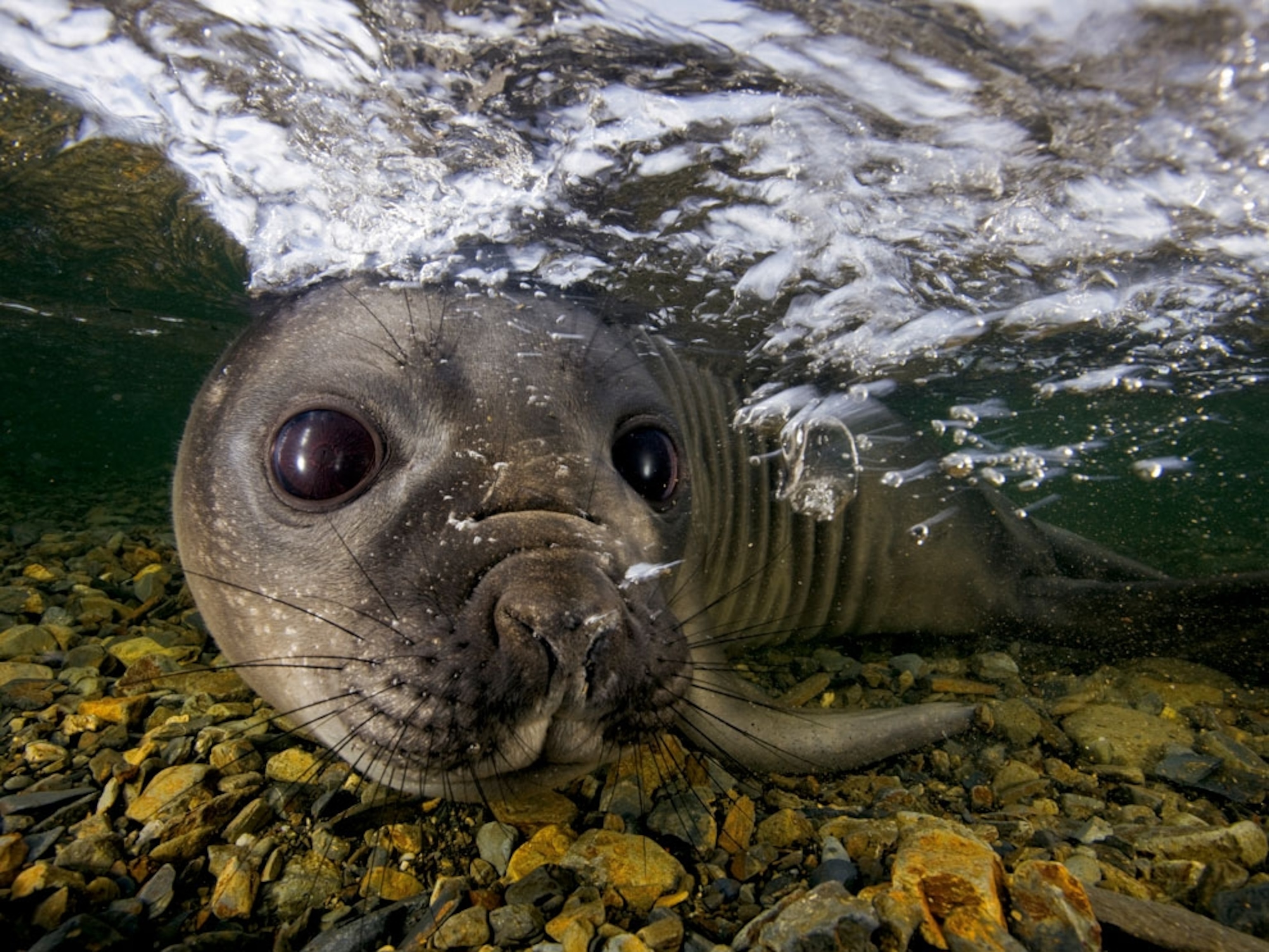 Polar Obsession Photos, Arctic Pictures, Animals and Landscapes ...