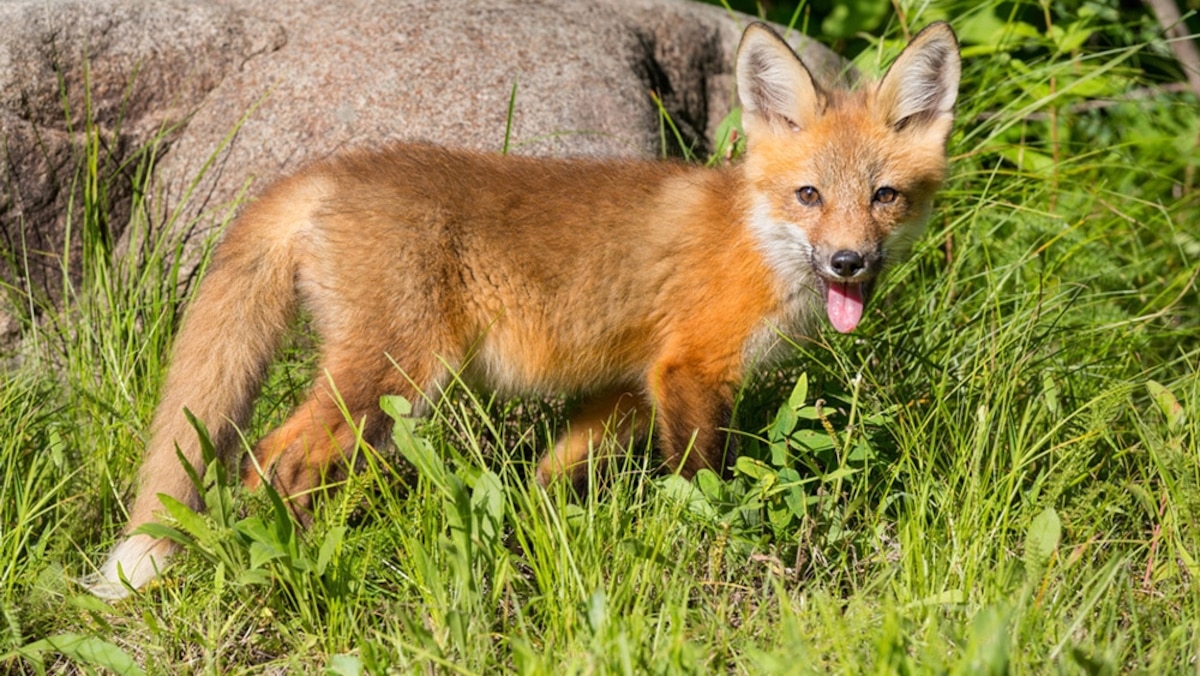 Train your kids to be wildlife detectives | National Geographic