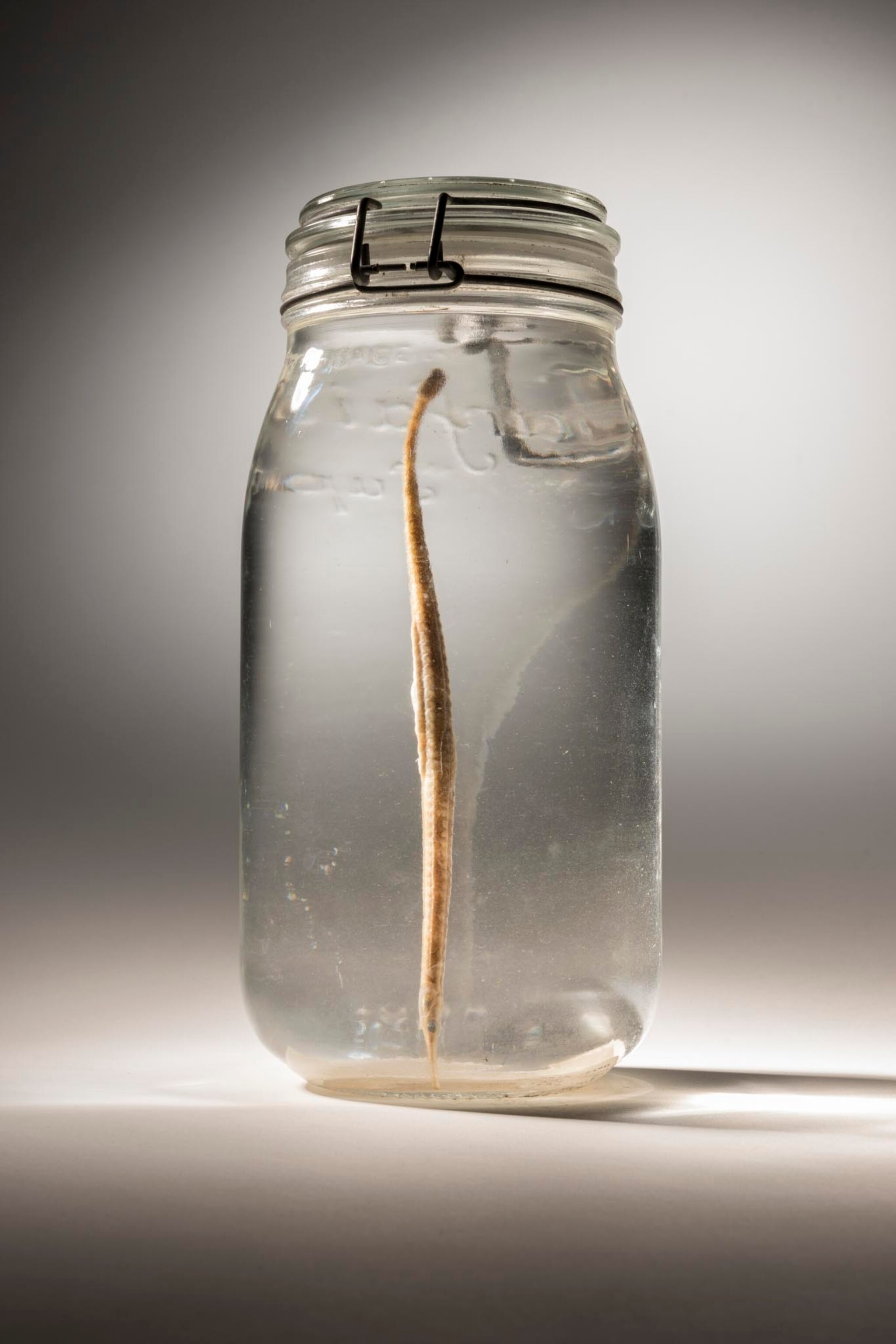 These surreal jarred fish tell an urgent story of extinction