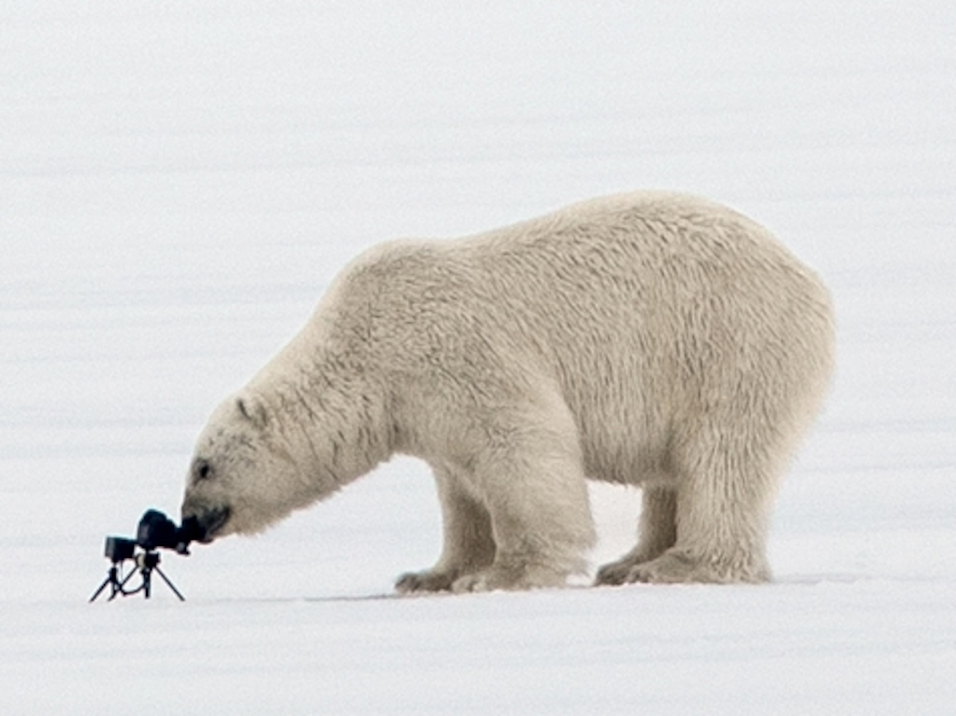 See what happens when a polar bear finds a camera