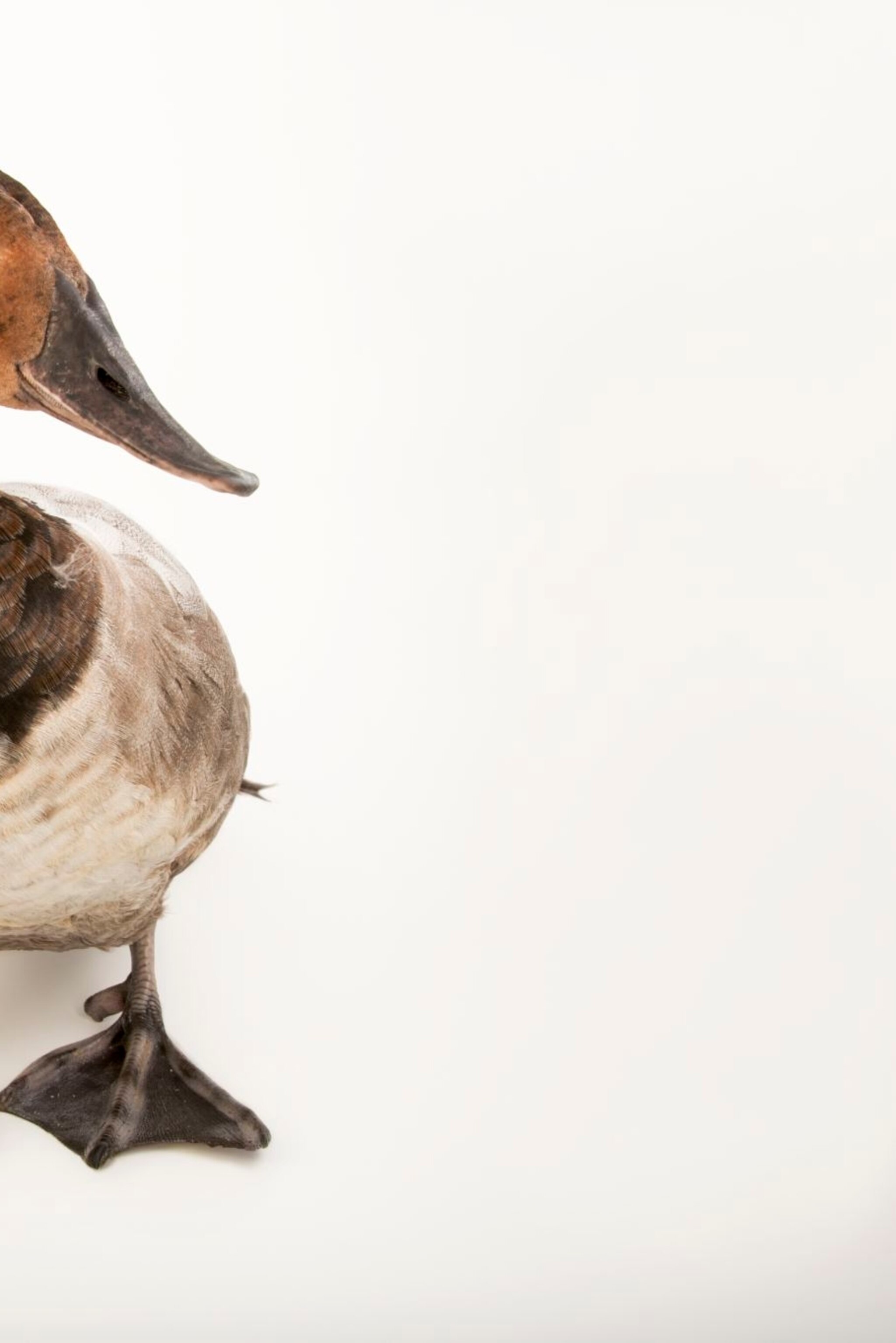 Drake Canvasback Mount