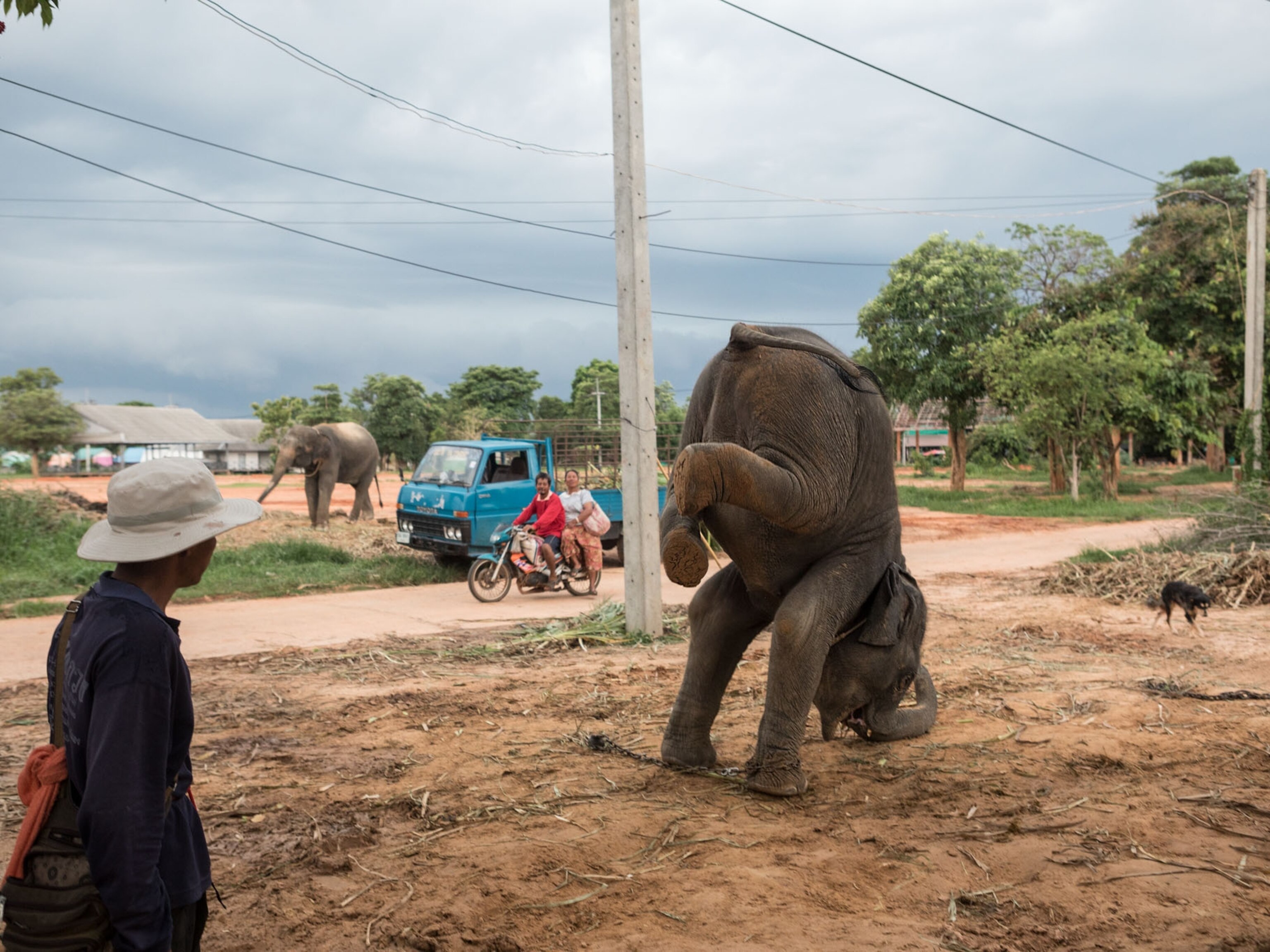 Asian Elephants Habitat