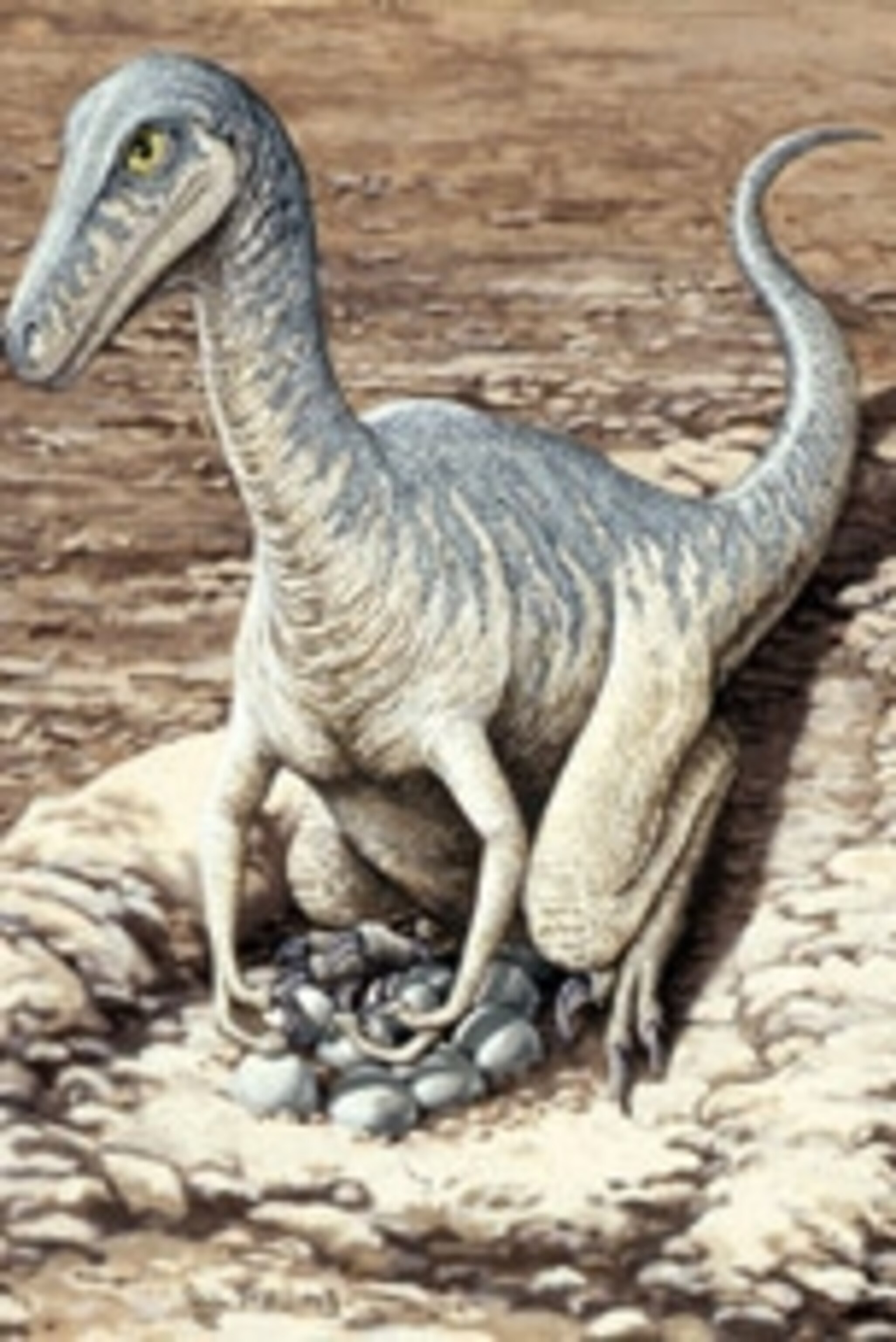 Troodon Skeleton