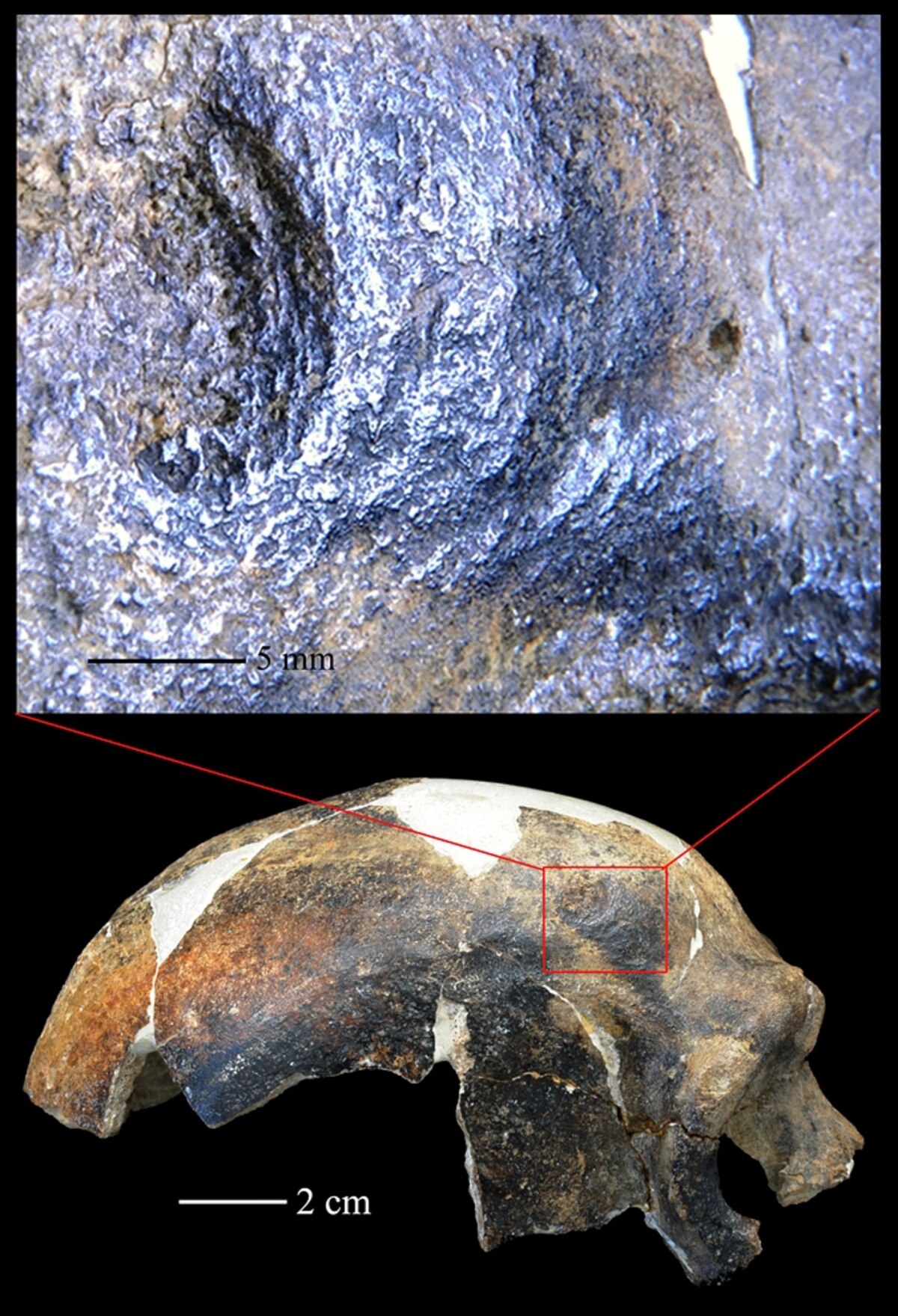 Bashed Skull Is Earliest Evidence of Human Aggression?