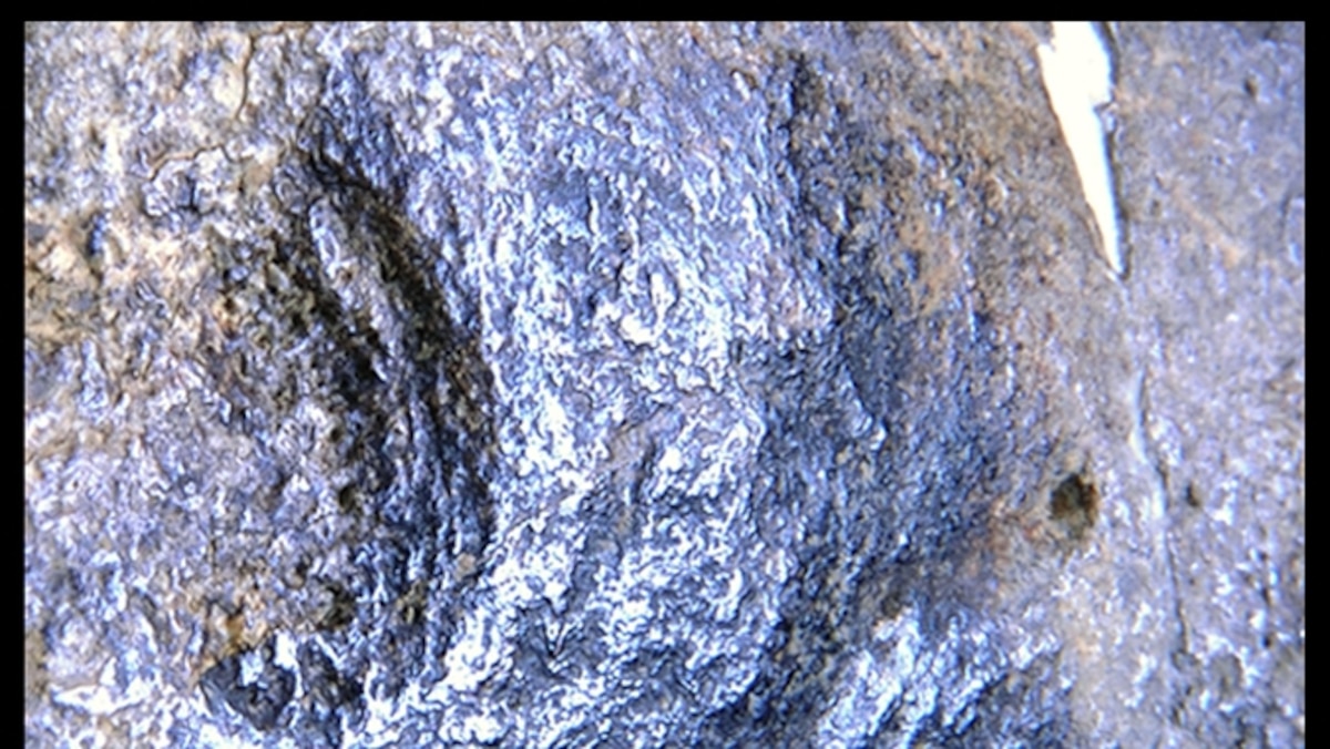 Bashed Skull Is Earliest Evidence of Human Aggression? | National ...