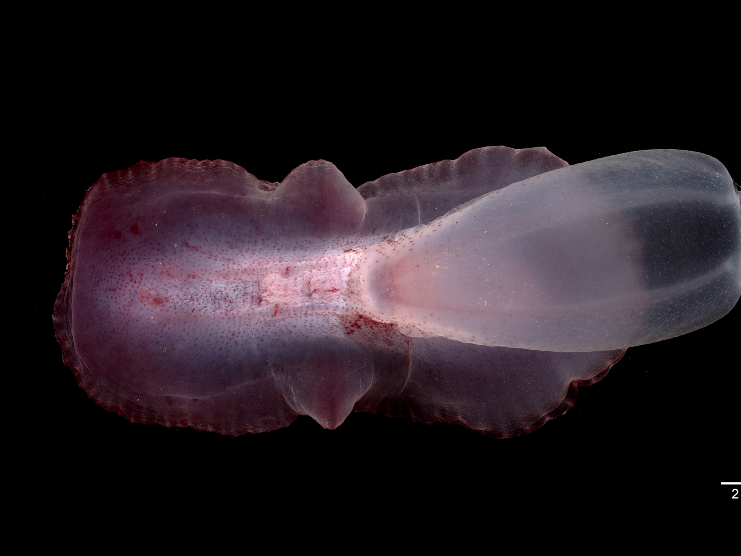 These deep-sea animals are new to science—and already at risk