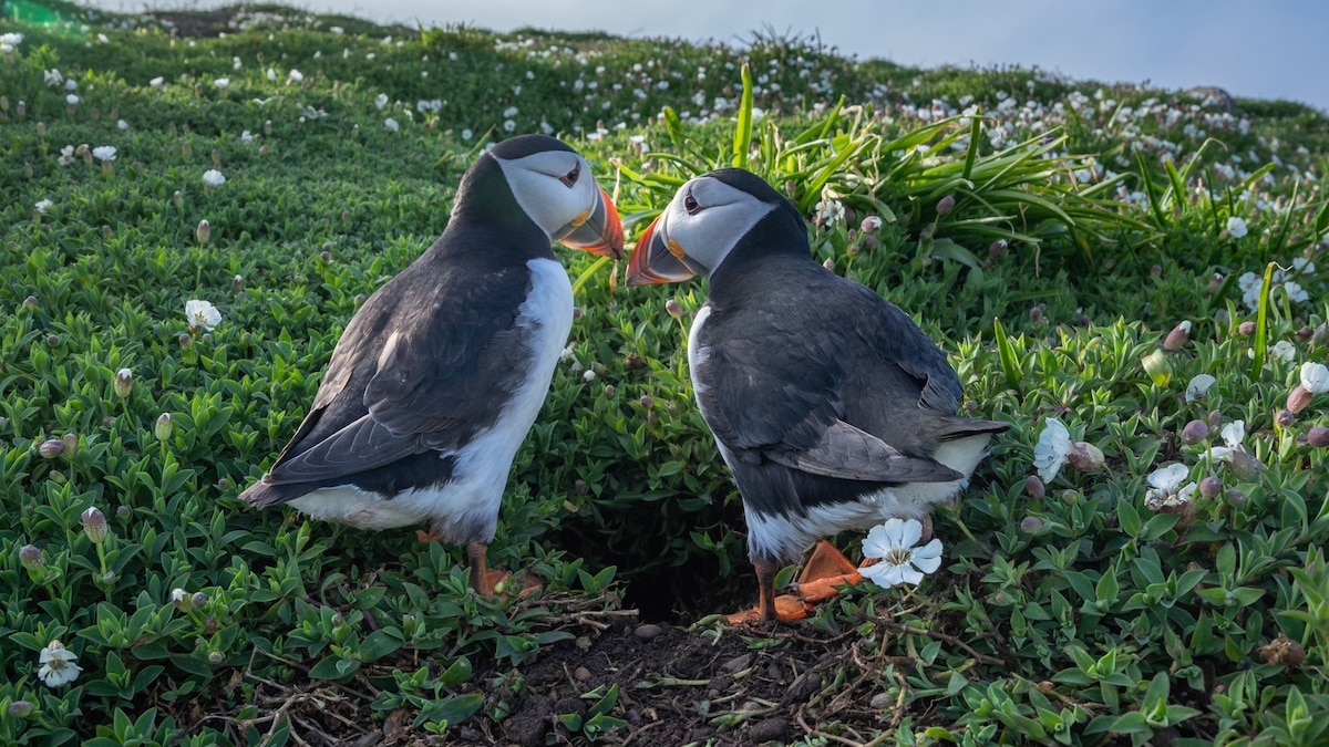 Atlantic puffins are returning to shore—here’s how to see them ...