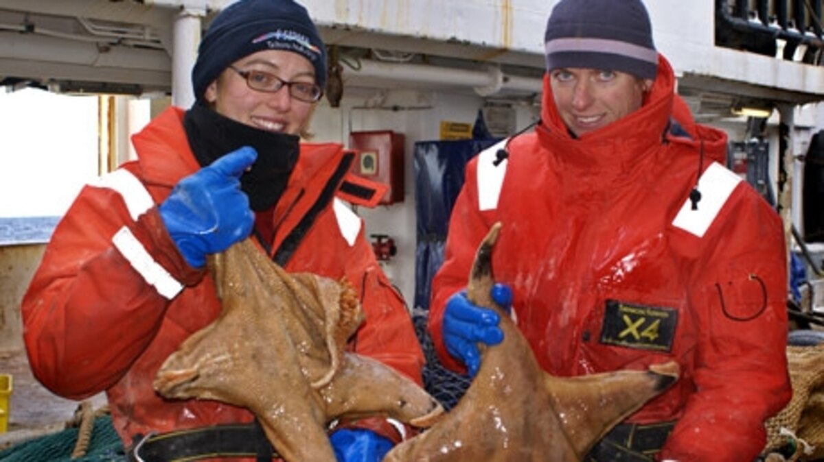 Giant, Unknown Animals Found off Antarctica | National Geographic